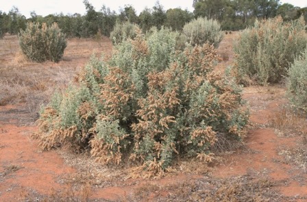 Saltbush as forage | AgriFutures Australia