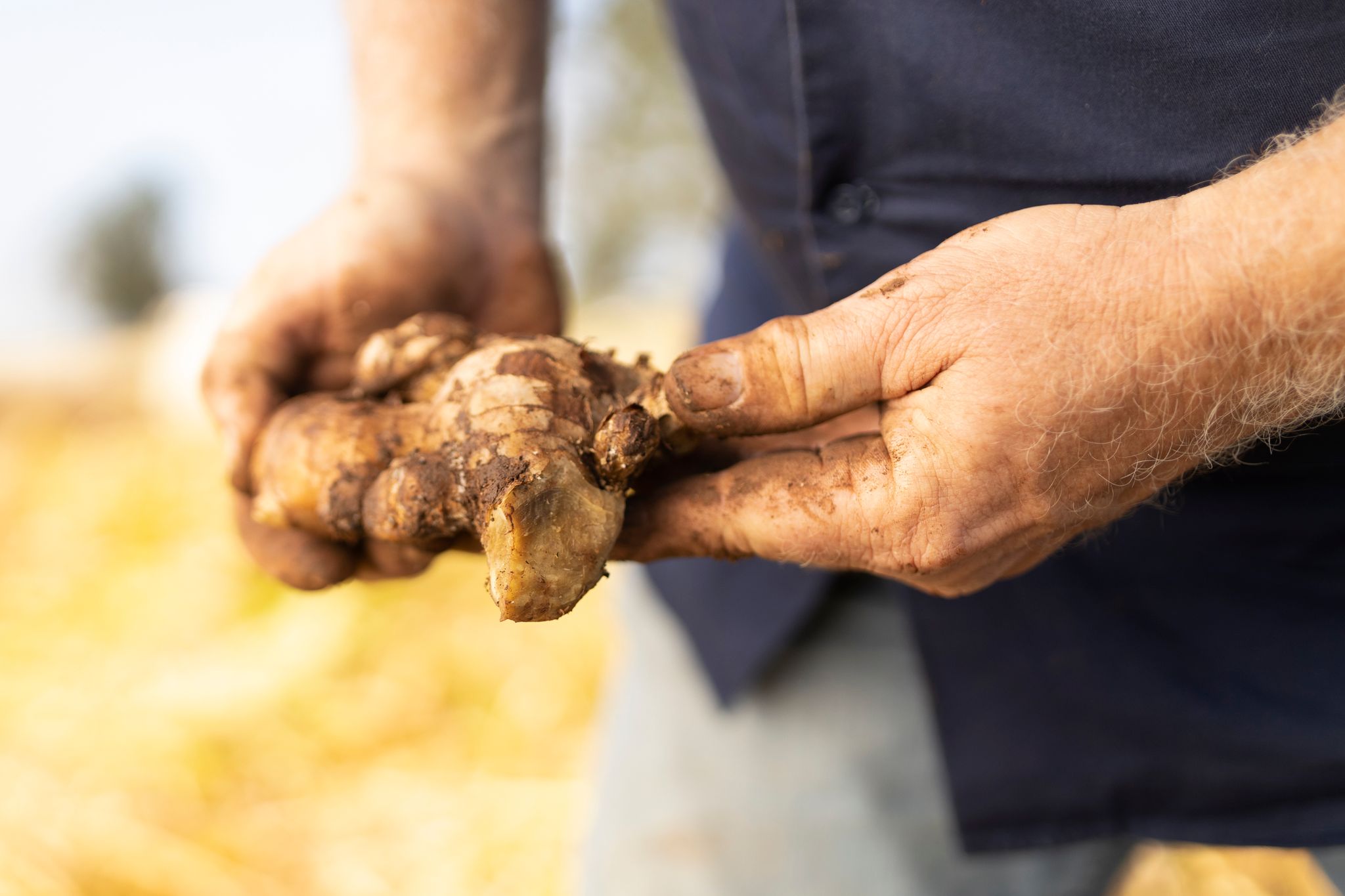 Ginger | AgriFutures Australia
