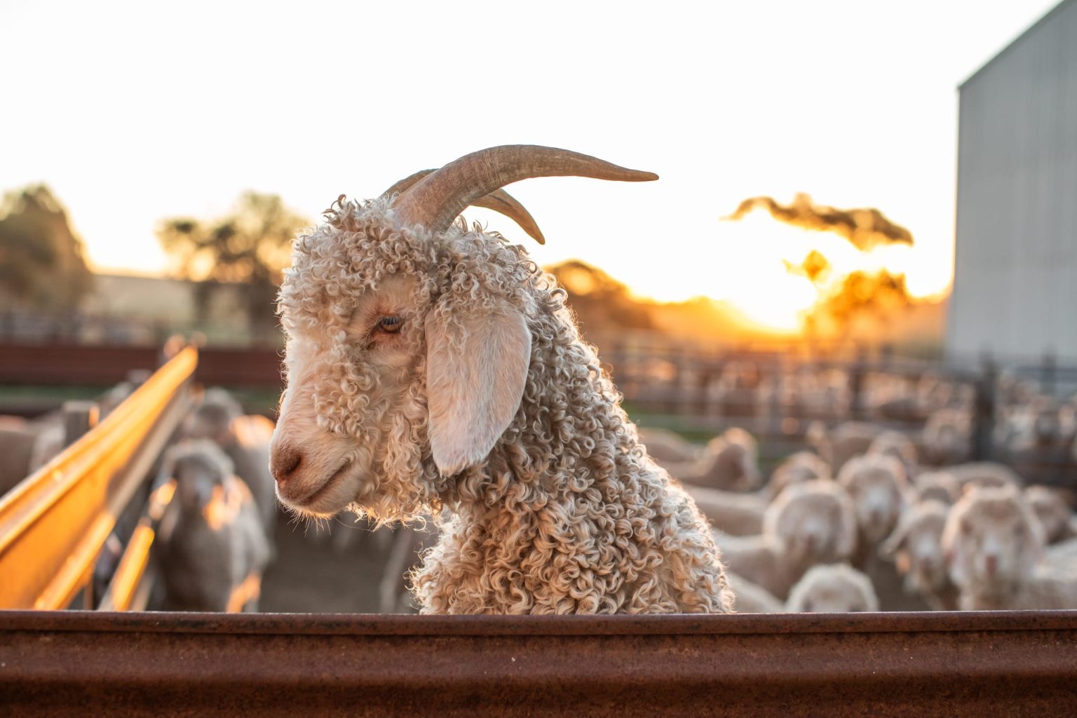 Goat Fibre | AgriFutures Australia