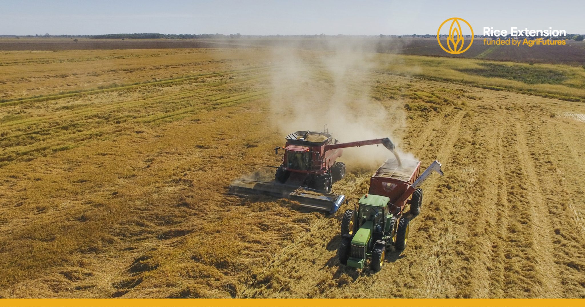 New rice variety maximising grower returns | AgriFutures Australia