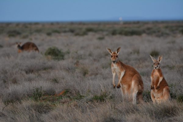 Kangaroo Code Review | AgriFutures Australia