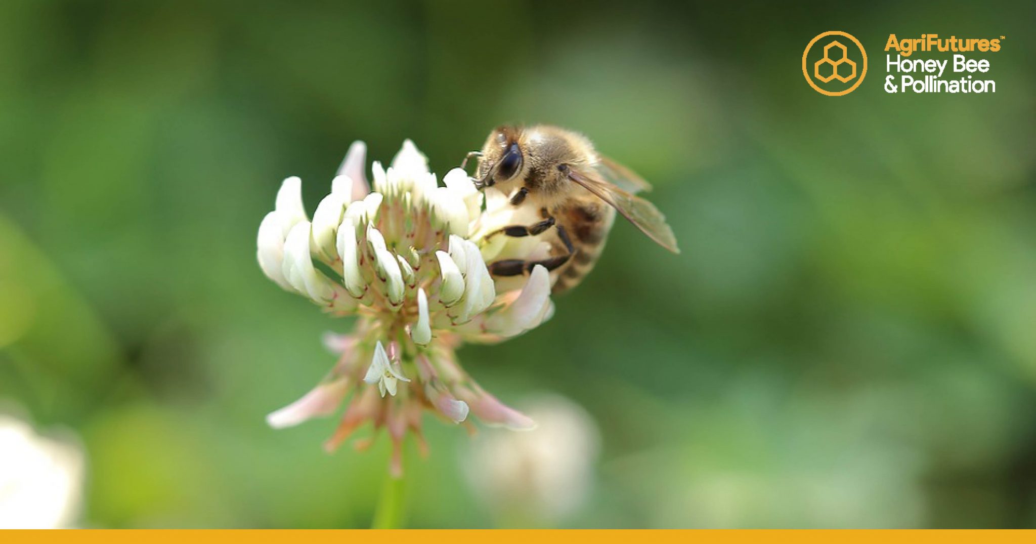 Honey Bee & Pollination Program abuzz with key research hitting ...