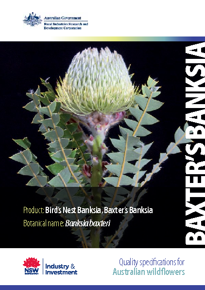 Quality Specifications for Bird’s Nest Banksia | AgriFutures Australia