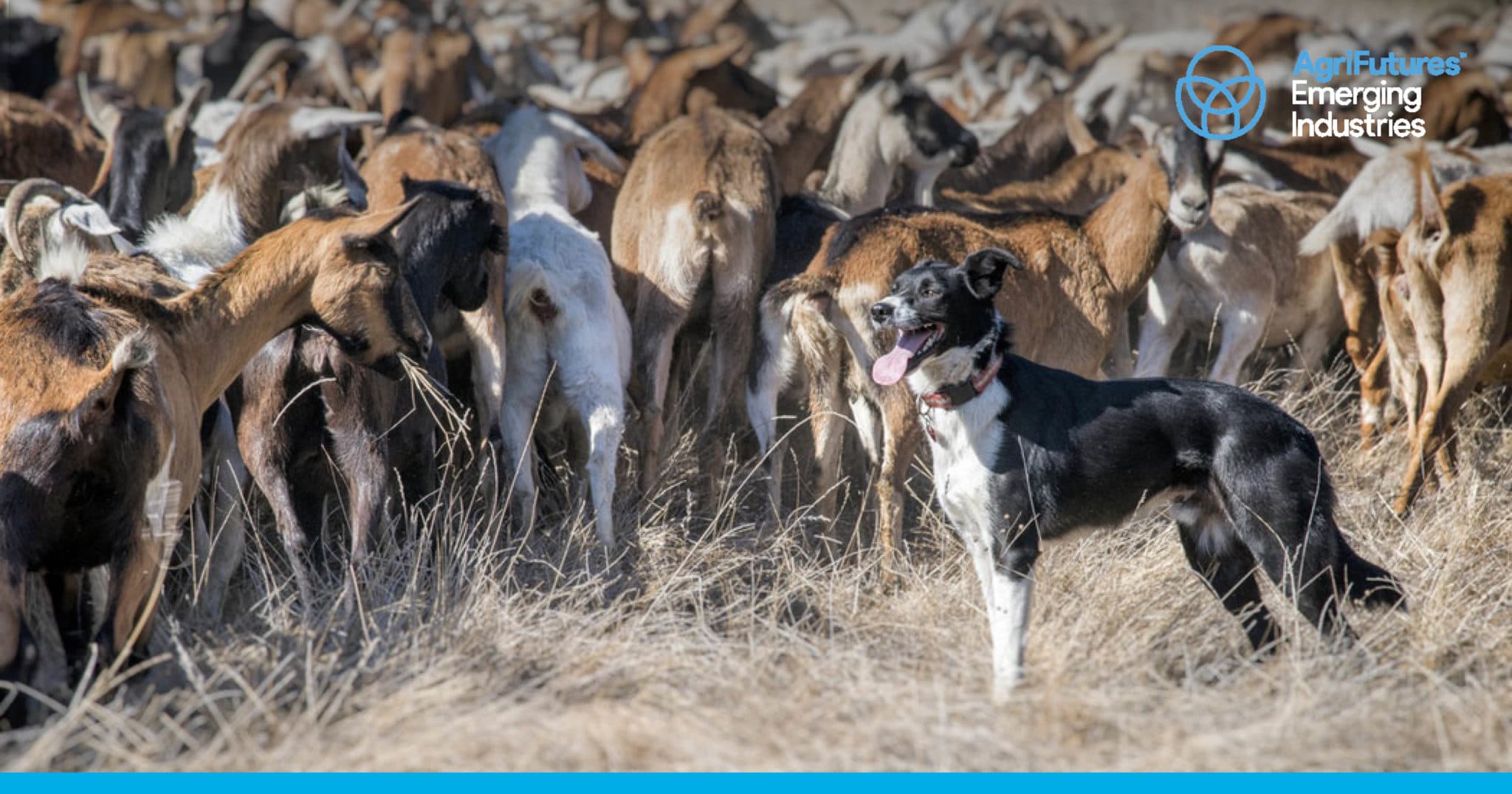 ‘Come by’ the working dog survey | AgriFutures Australia
