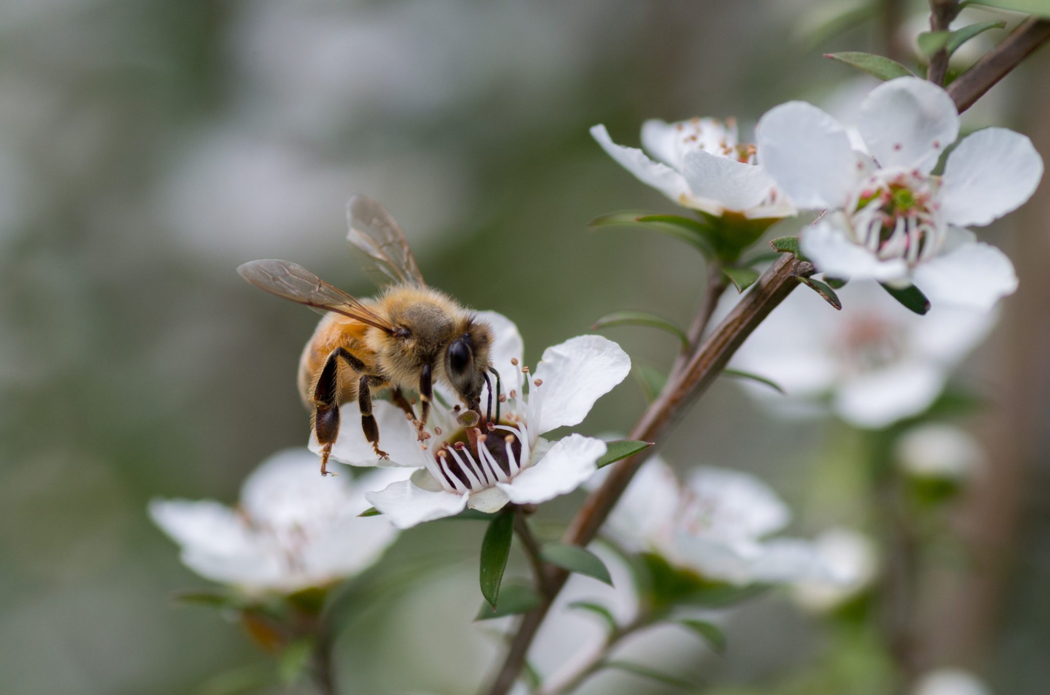 Active Australian Leptospermum Honey: New sources and their bioactivity ...