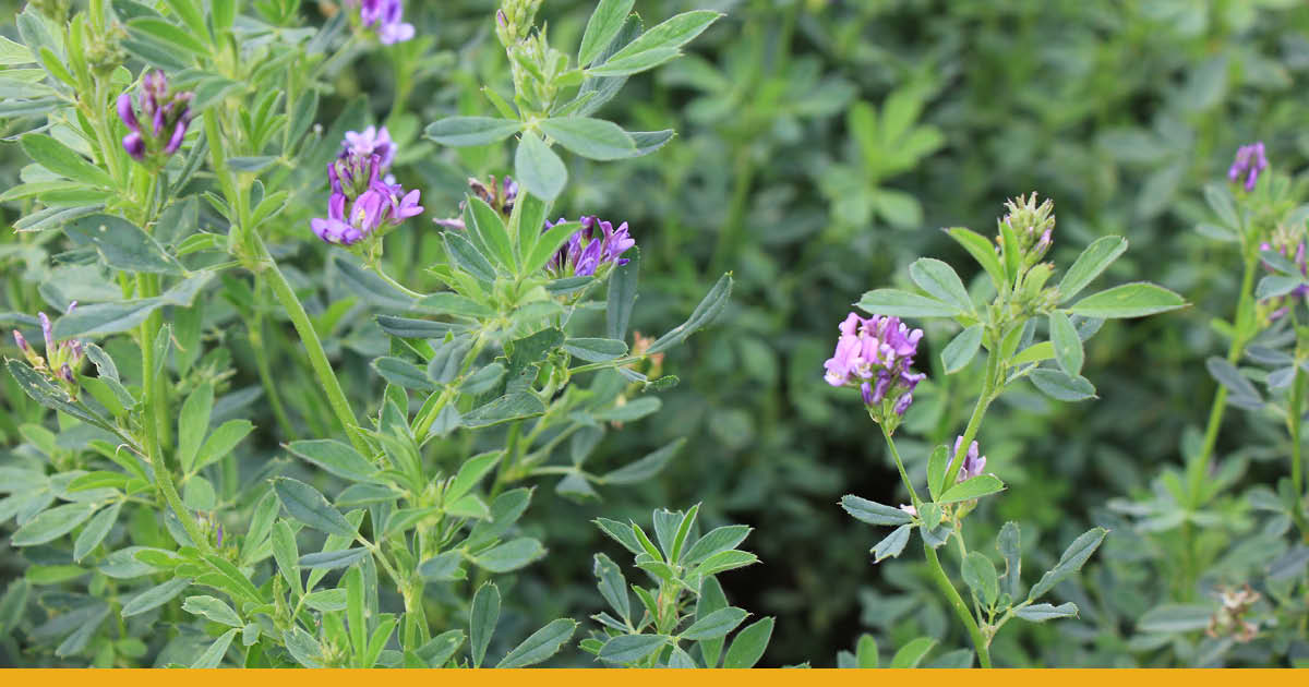 Plan to protect Australian lucerne industry from exotic disease ...