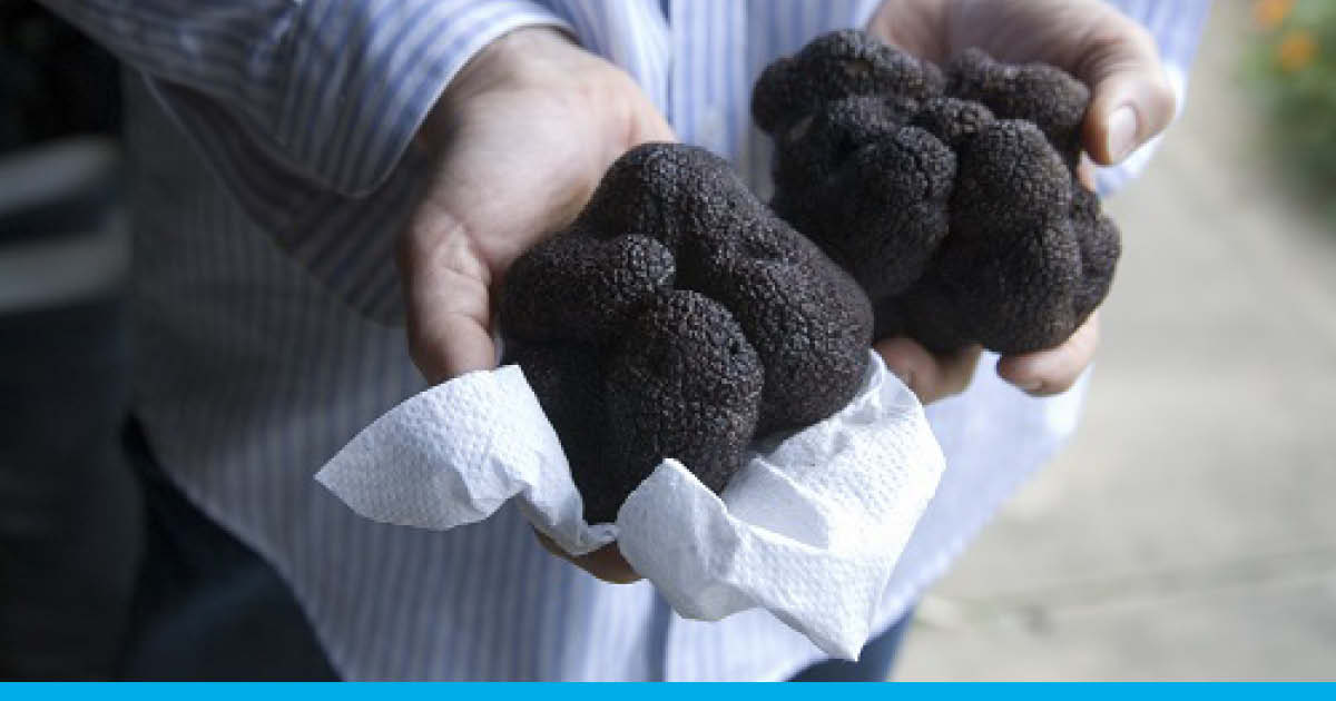New biosecurity resources to help Australian truffle growers combat ...