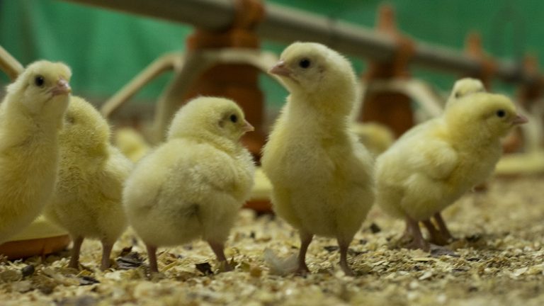 Who went carbon neutral first: chicken or the egg? | AgriFutures Australia
