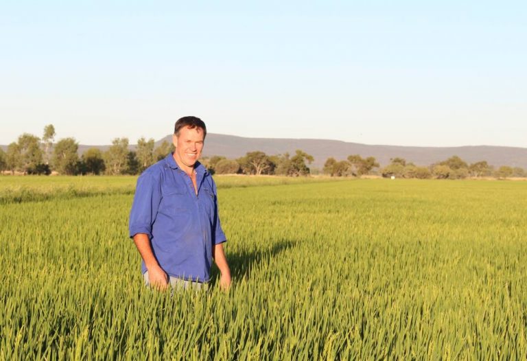 Report finds the future of the Australian rice industry depends on ...