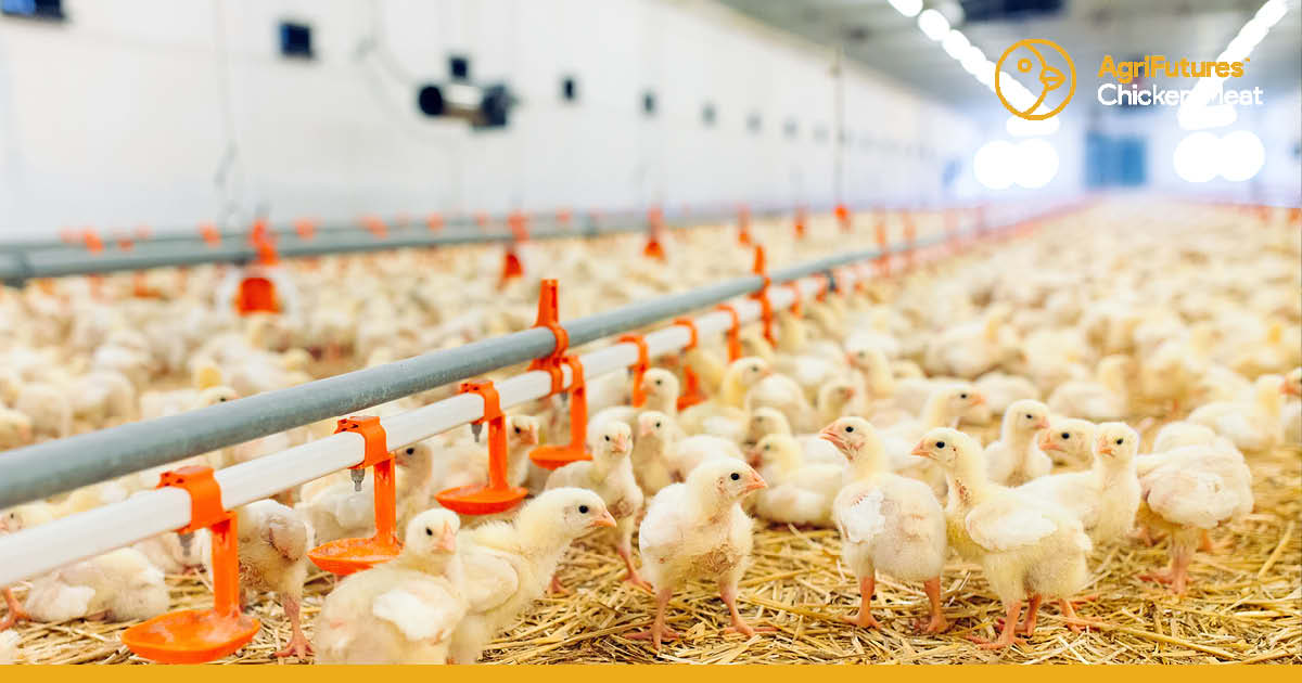 Using vocalisations to modify chicken behaviour | AgriFutures Australia