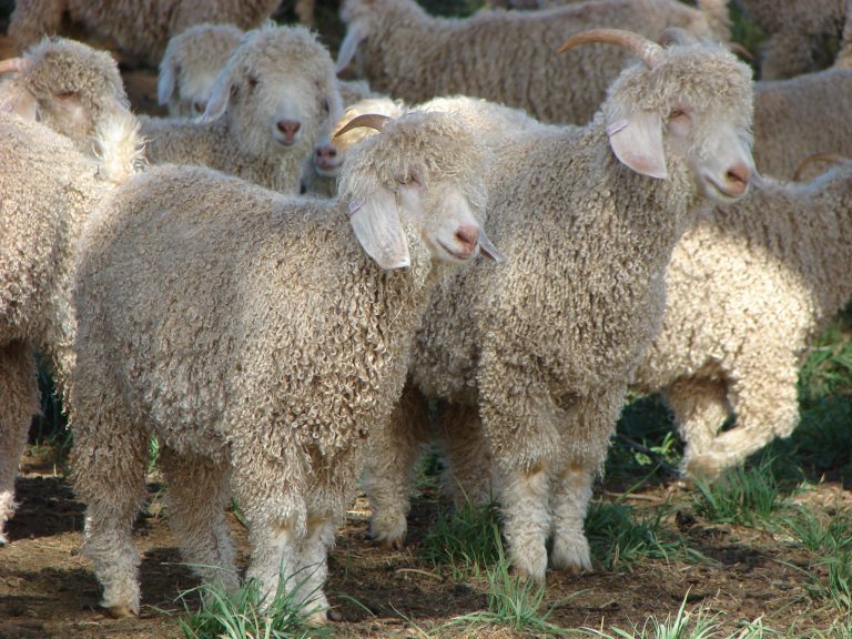 Sustainable goat handling guidelines to prepare producers for market ...