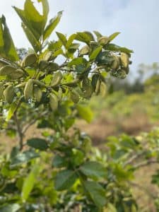 New research to explore potential of pongamia as renewable fuel ...