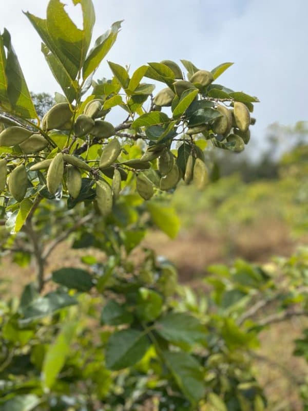 New research to explore potential of pongamia as renewable fuel ...