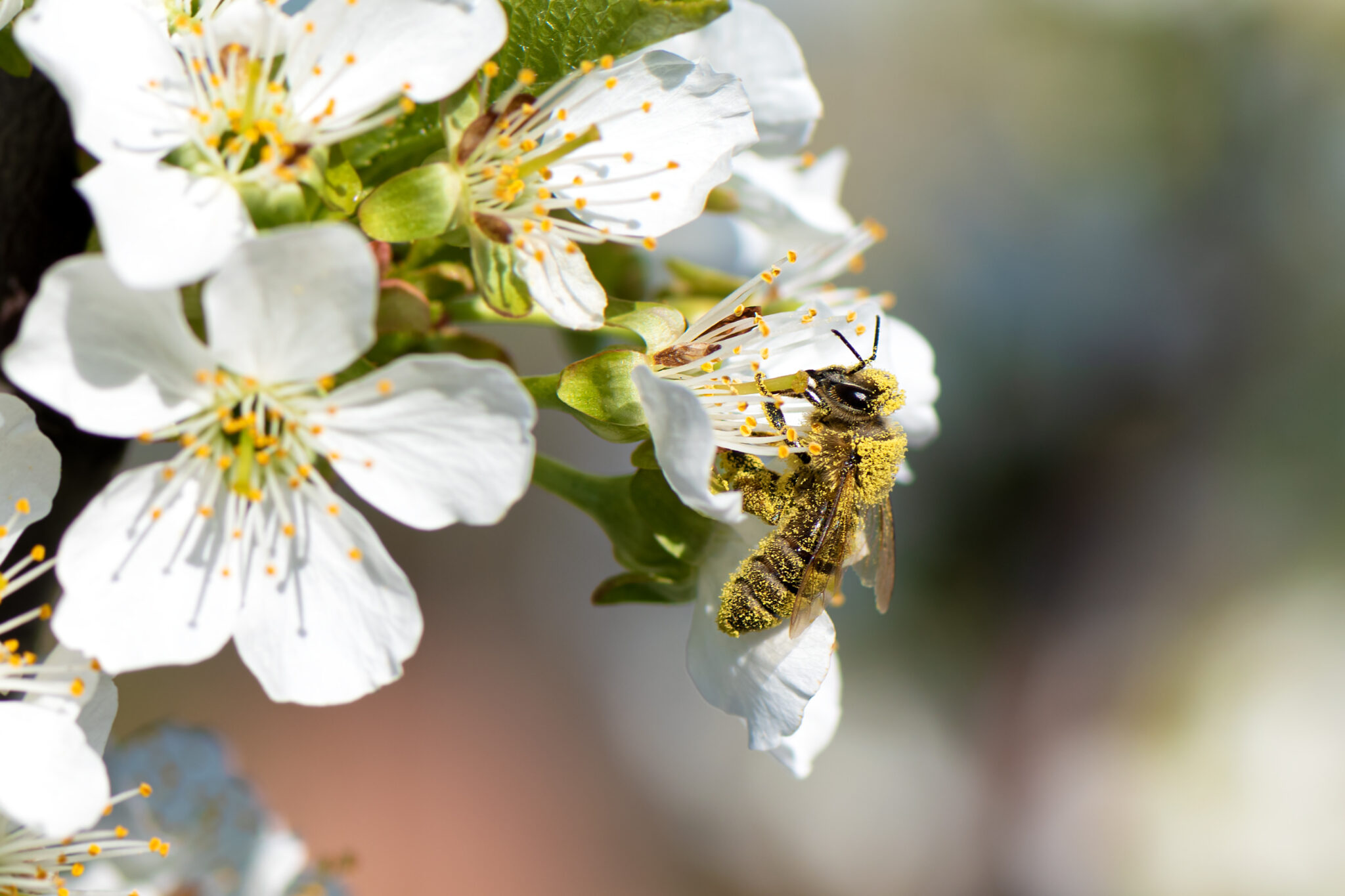 Securing pollination for more productive agriculture: Guidelines for ...