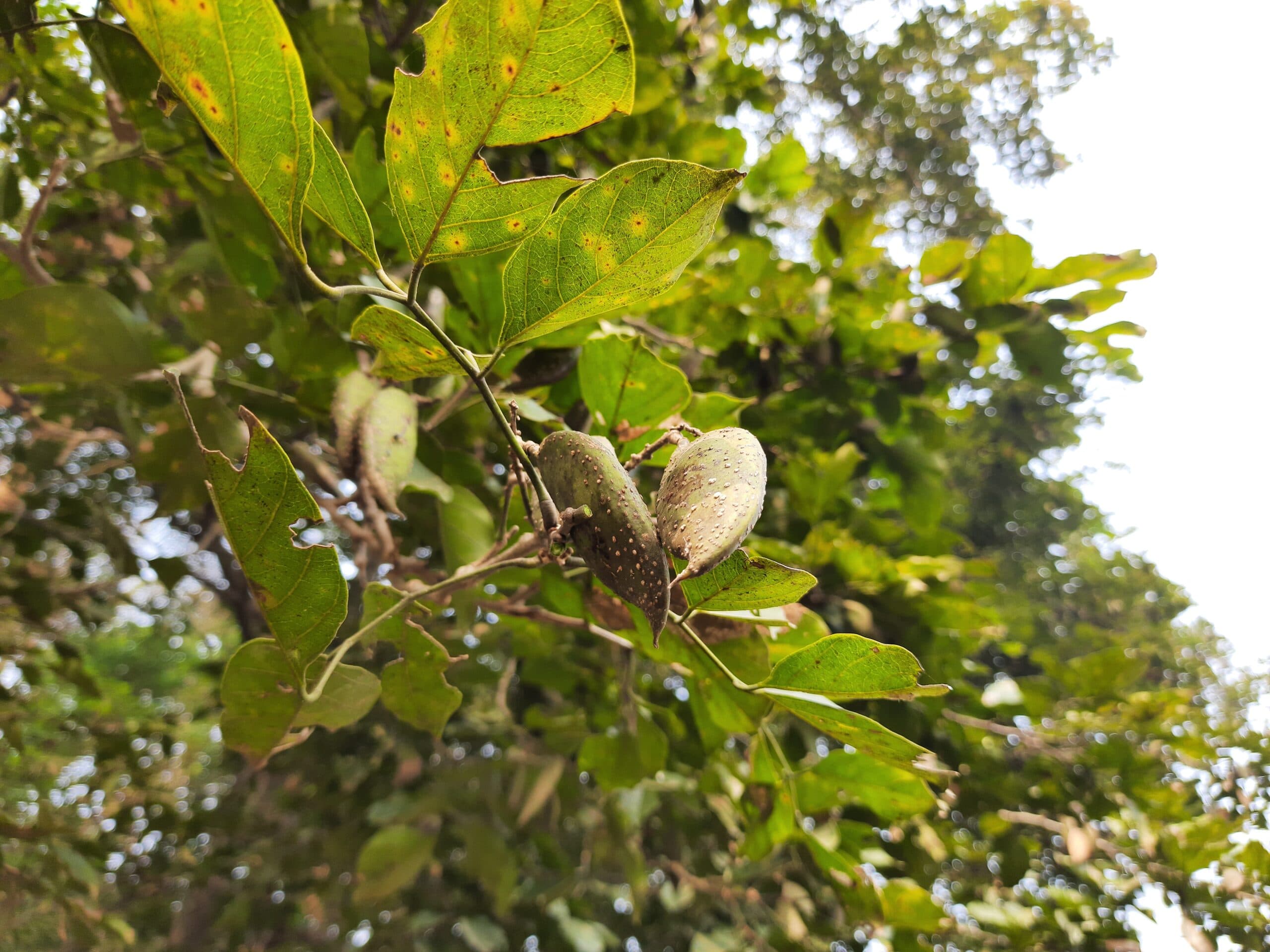 A technical and economic appraisal of Pongamia pinnata in northern ...