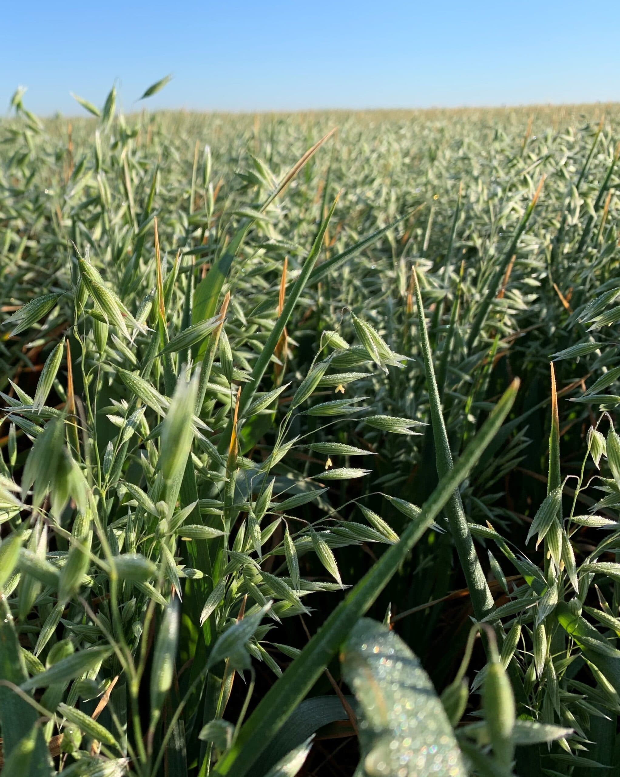 AgriFutures Export Fodder Program Strategic RD&E Plan (2021-2026 ...