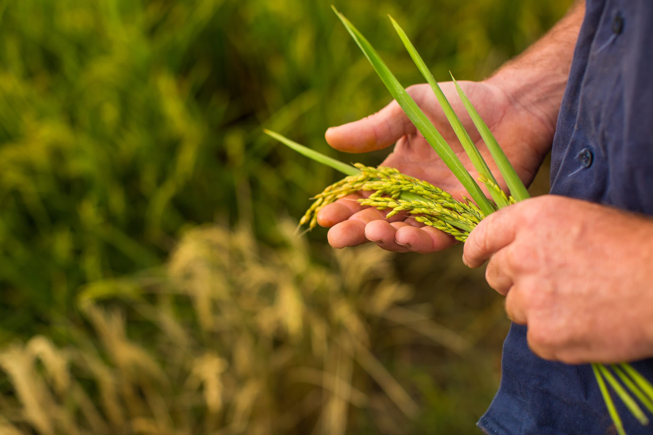Impacts of pasture legume phase on the seed bank of barnyard grass in ...