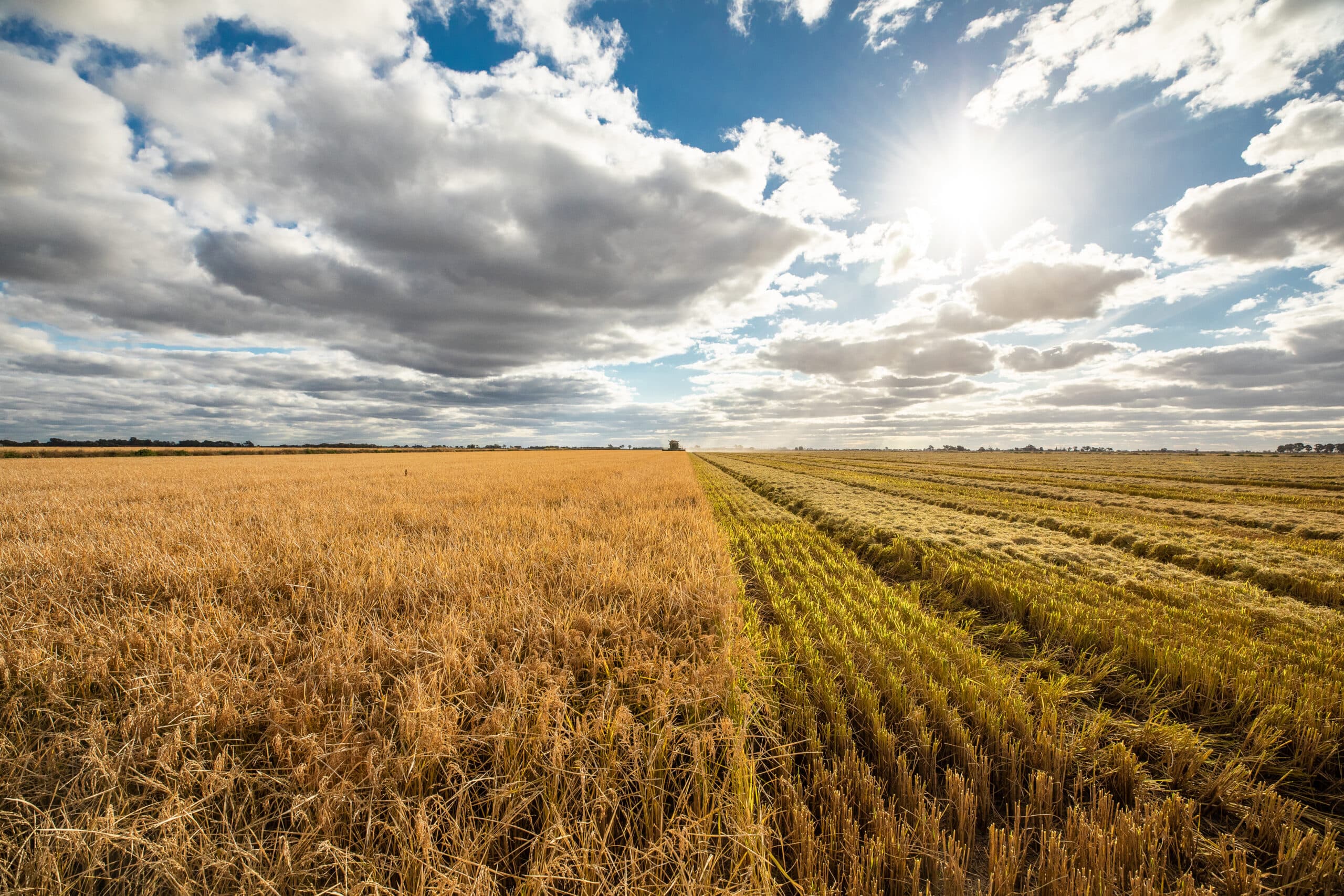 Rice | AgriFutures Australia