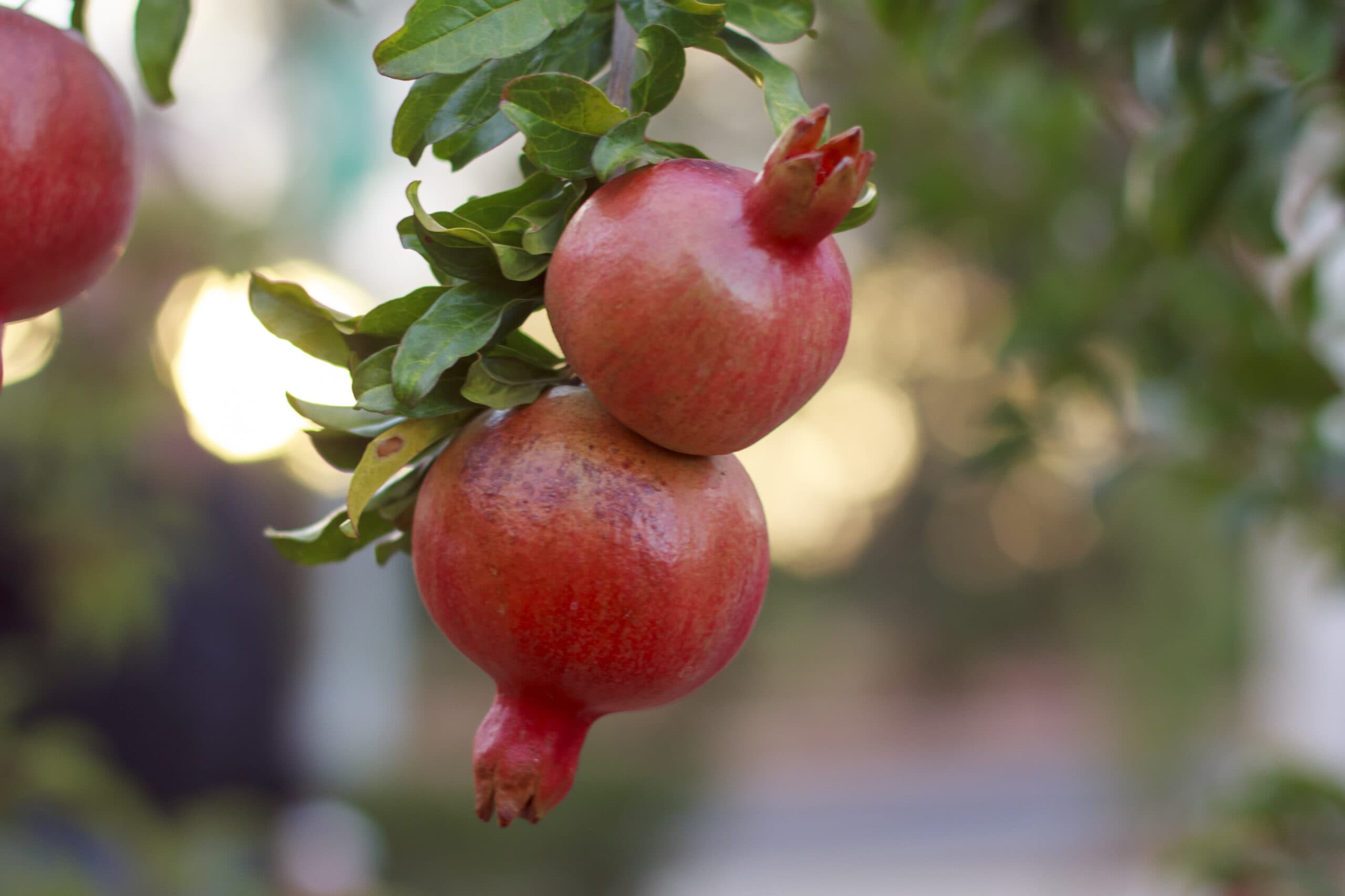 Australian Pomegranate Industry Strategic Plan 2021-2026 | AgriFutures ...
