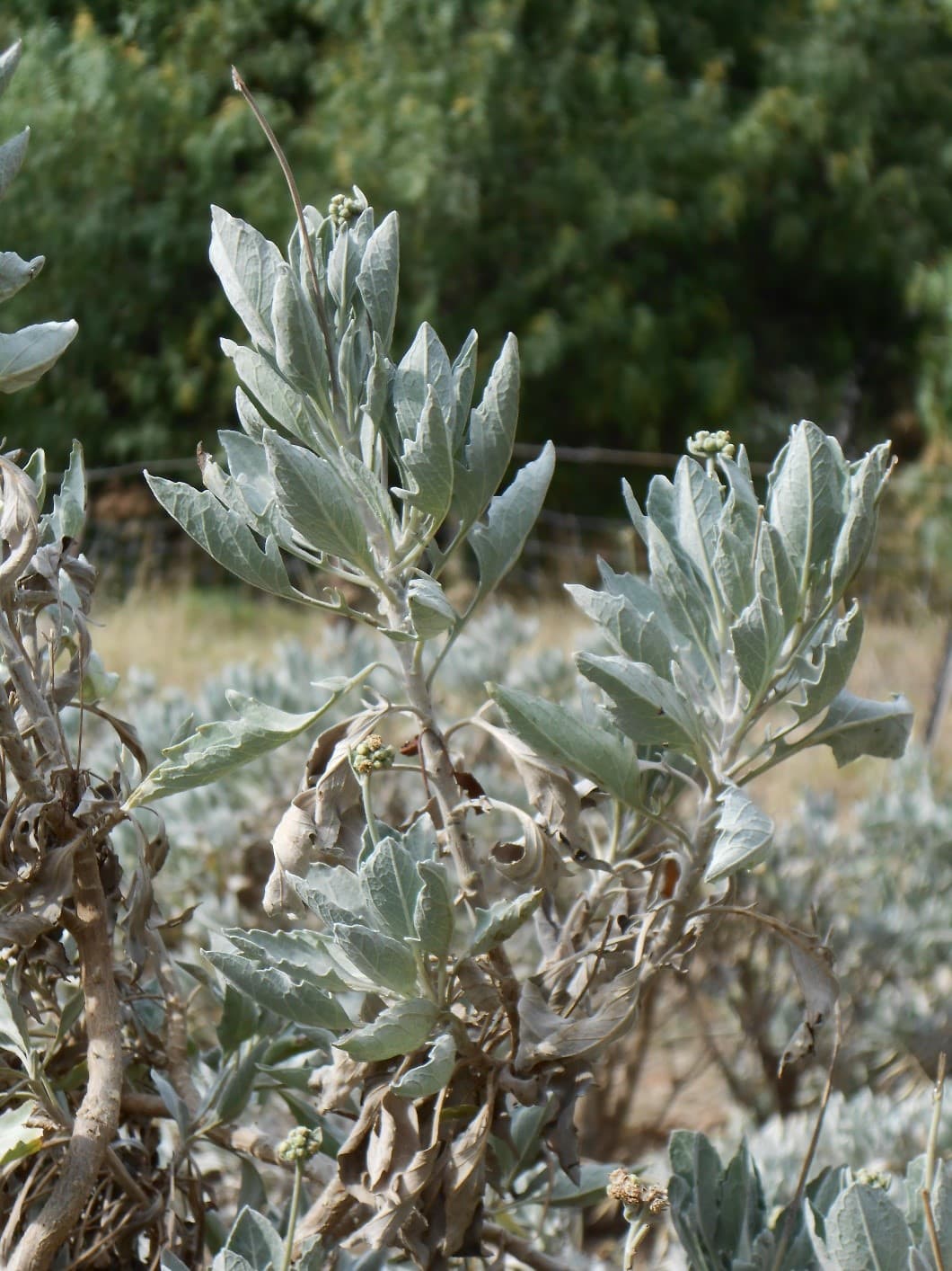 Australian Guayule Industry Strategic RD&E Plan | AgriFutures Australia