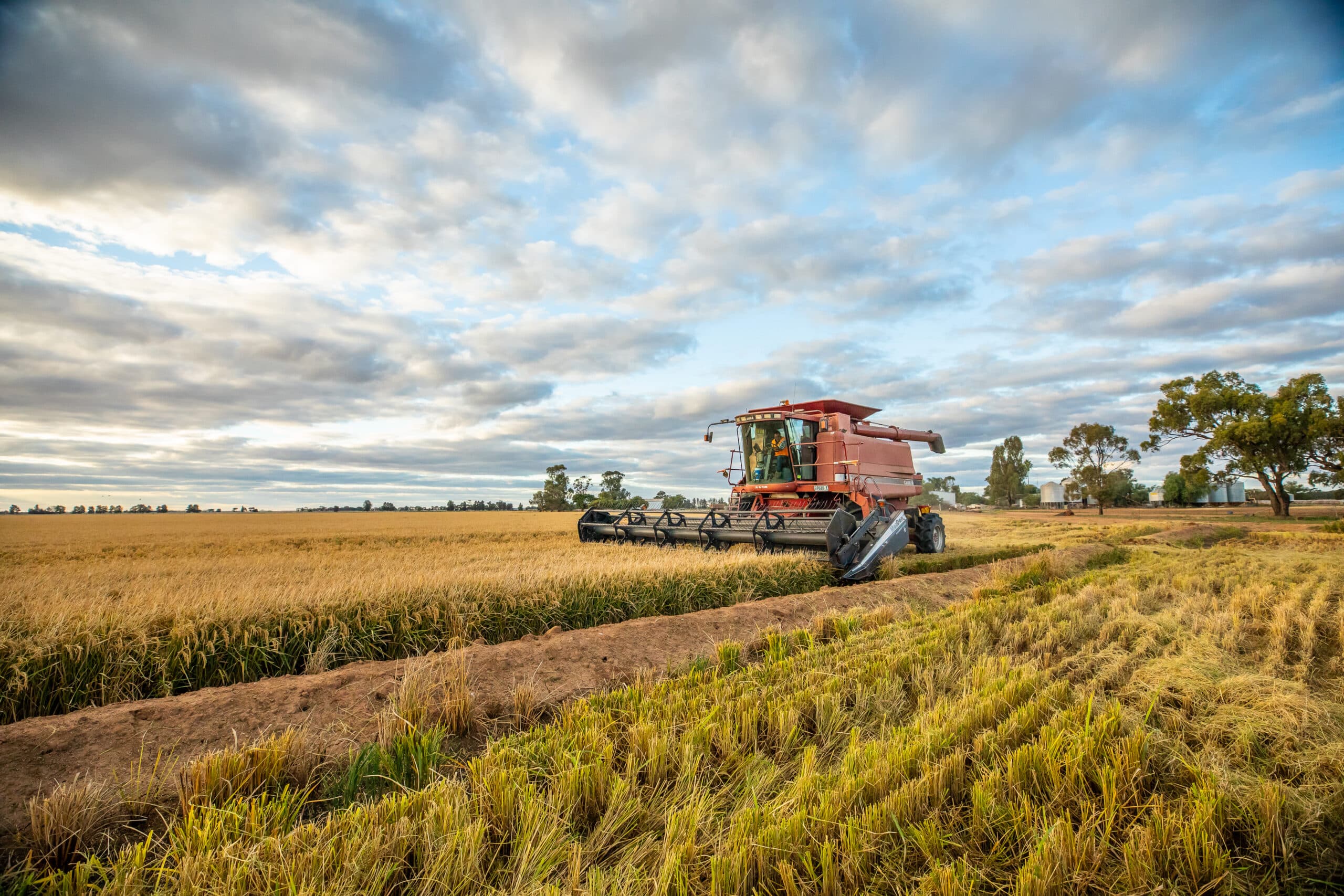 Rice variety nitrogen and agronomic management | AgriFutures Australia