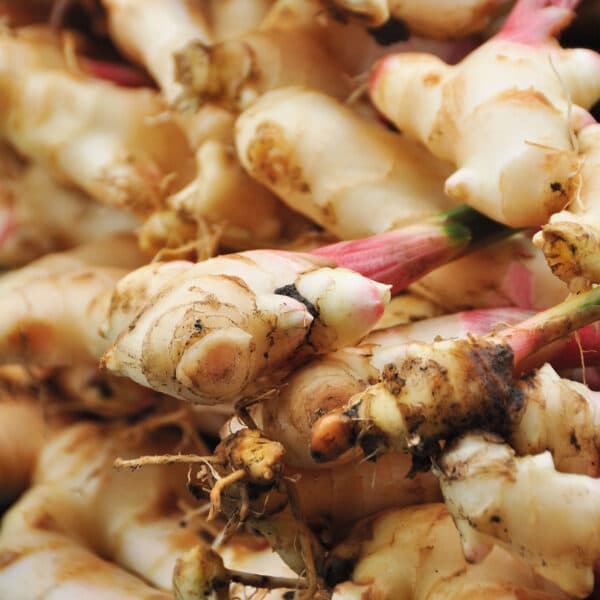 Ginger Ninja Research Project cuts disease down to size: using ...