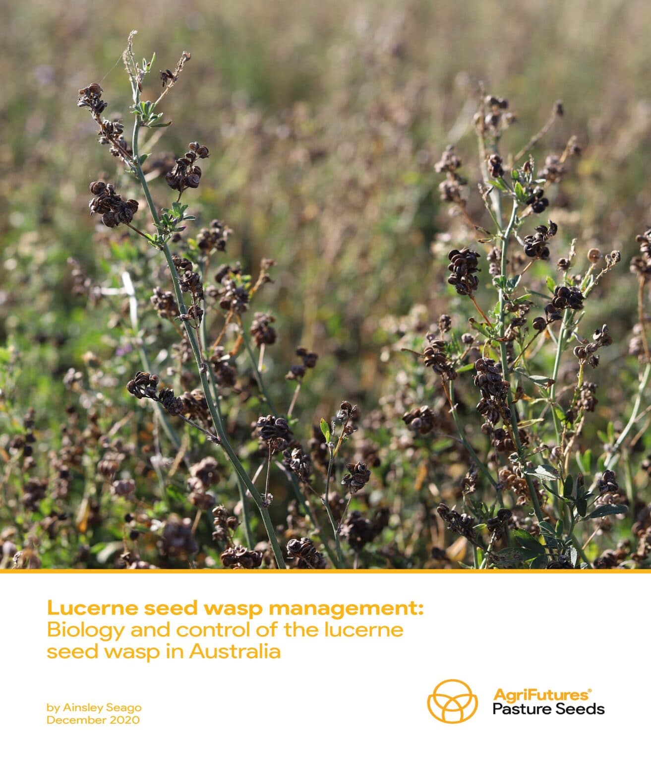 Lucerne seed wasp management: Biology and control of the lucerne seed ...