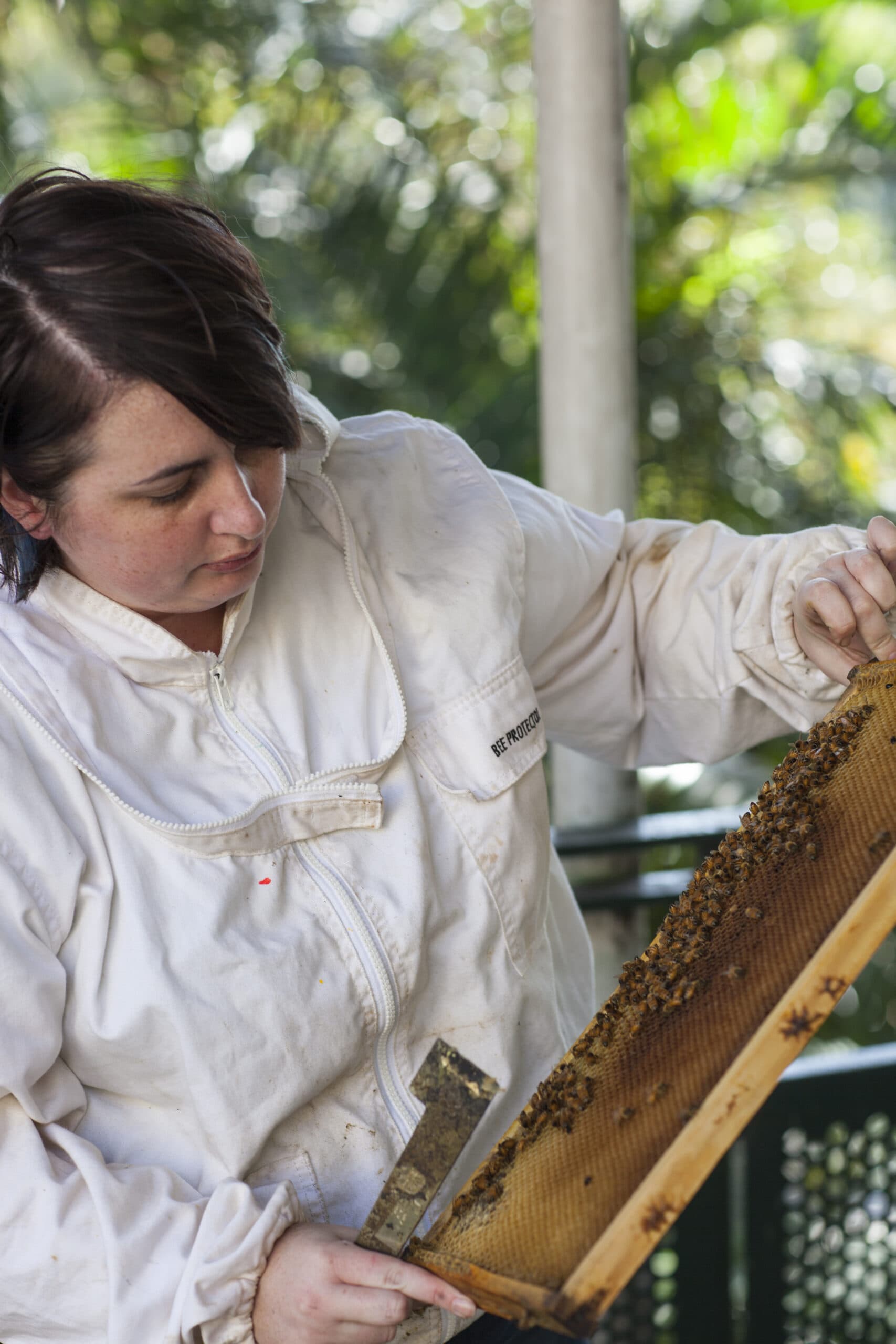 Plan Bee Breeding Manual: Getting started with genetic selection ...