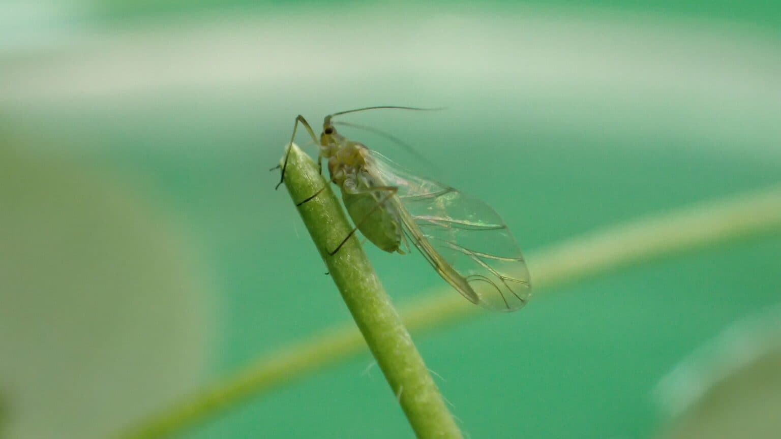 Grower concerns trigger research into bluegreen aphid resistance to ...