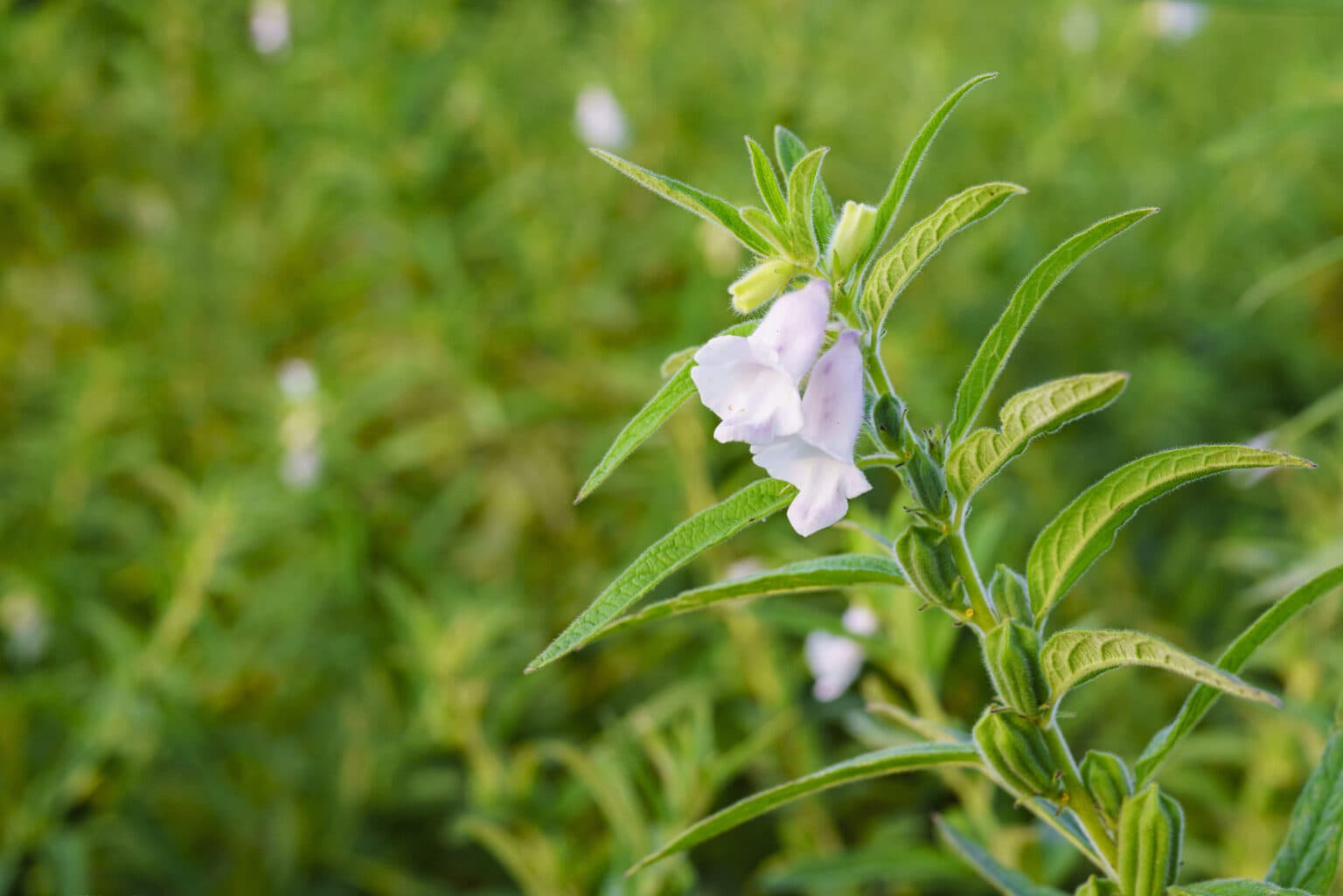 Sesame | AgriFutures Australia