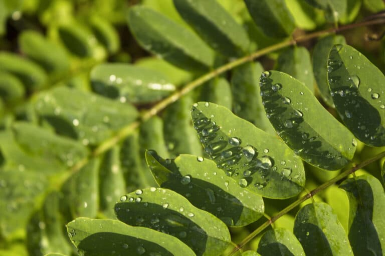Moringa, a tree that presents a range of opportunities for Australian ...