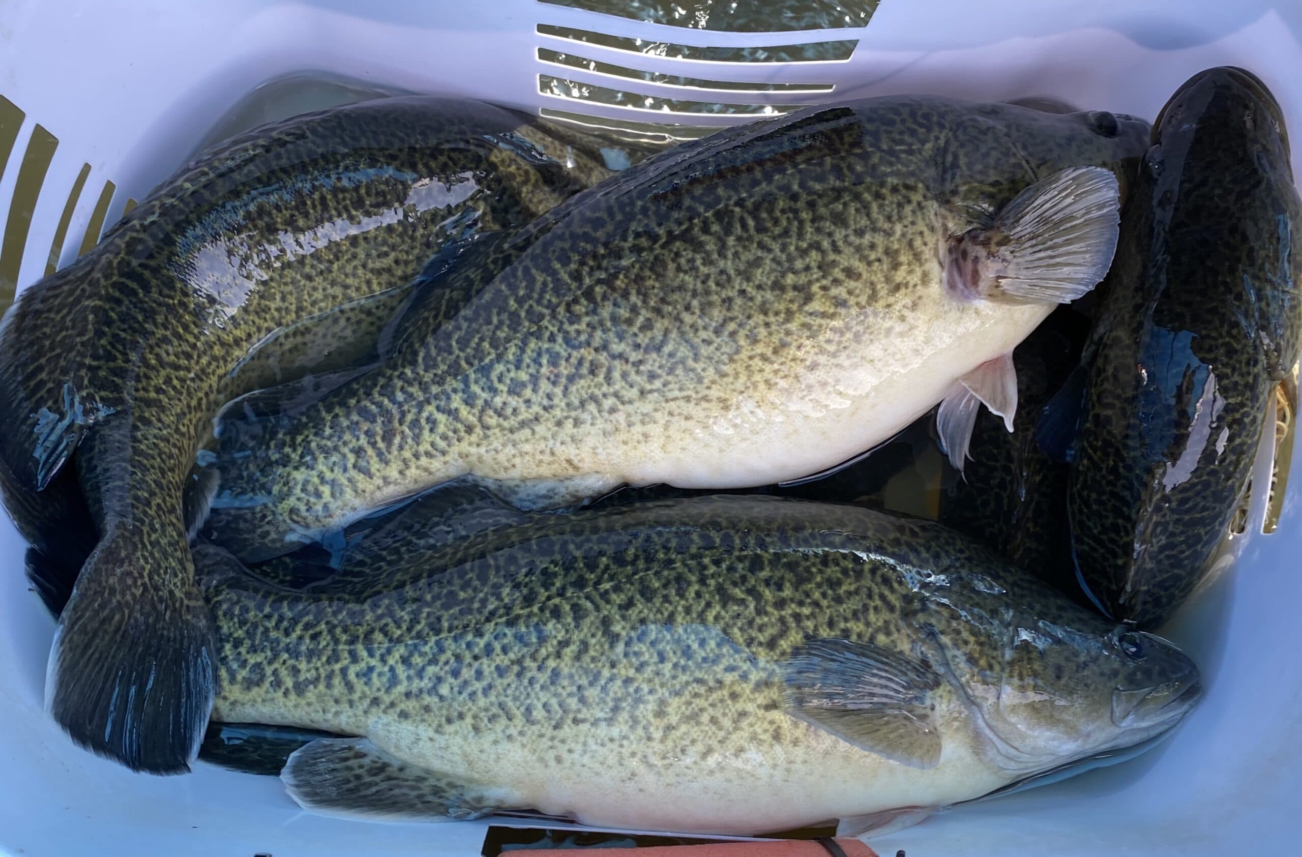 Australian Murray Cod Strategic RD&E Plan (2022-2027) | AgriFutures ...