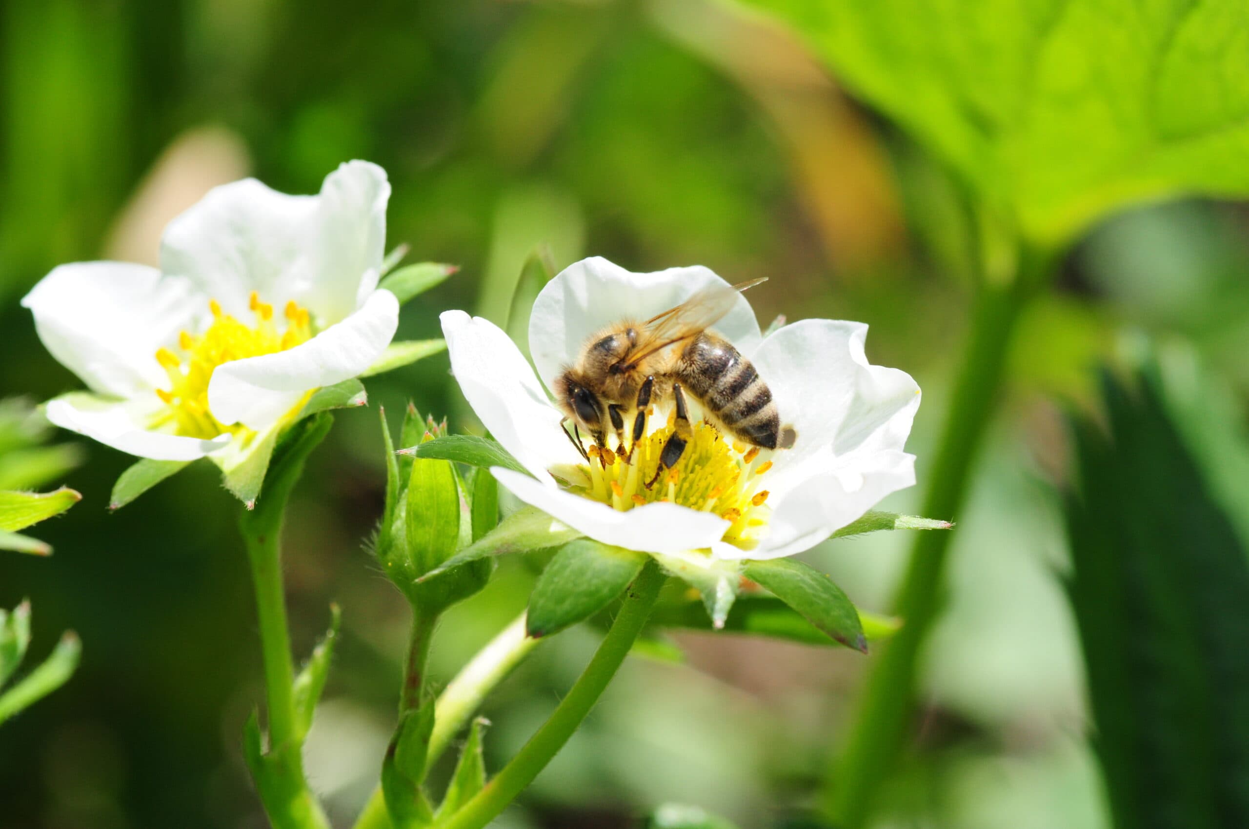 Multi-point honey bee monitoring in glasshouses and polytunnels ...