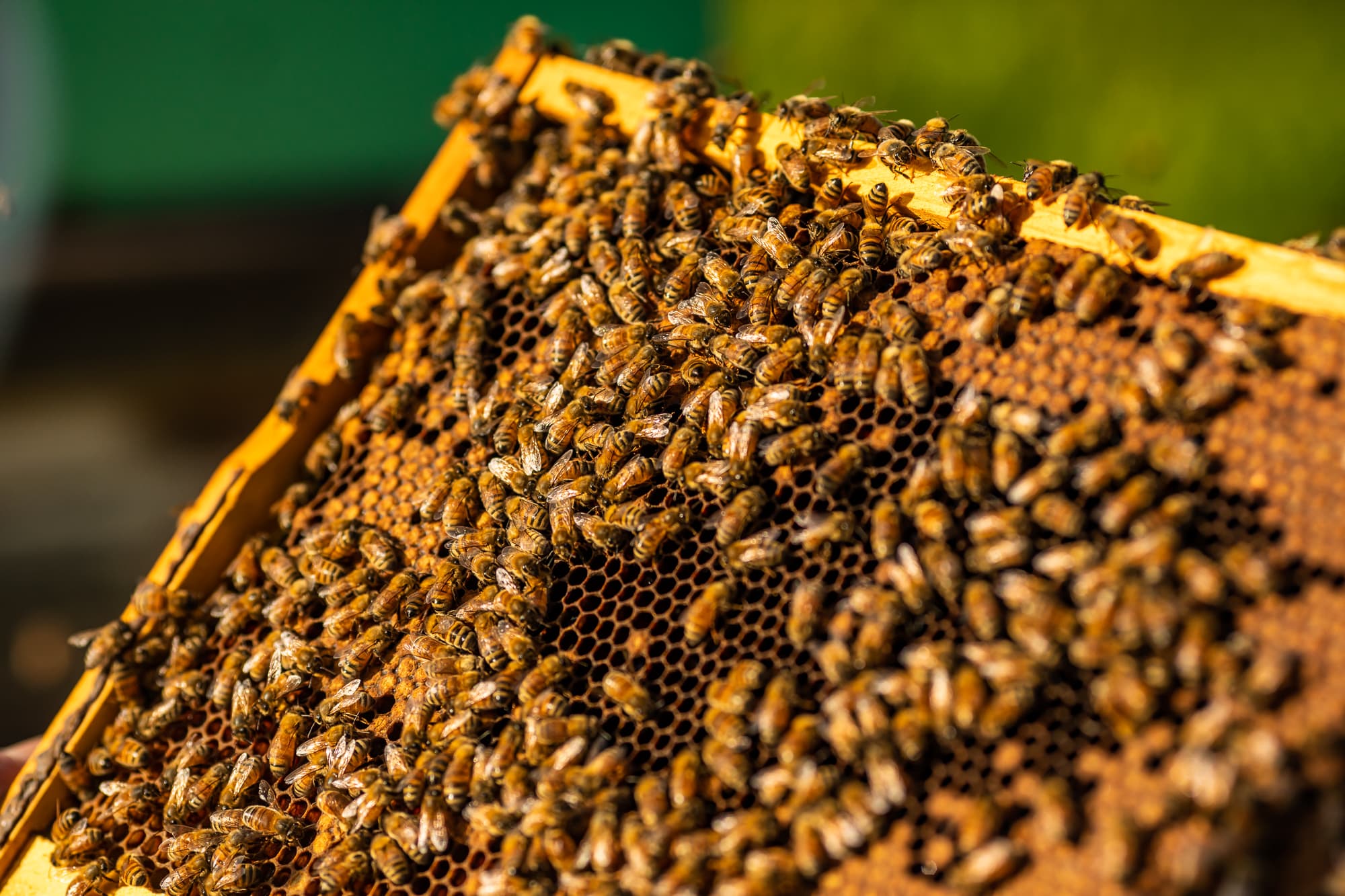 Plan Bee: Beekeeper and queen bee breeder surveys 2020 | AgriFutures ...