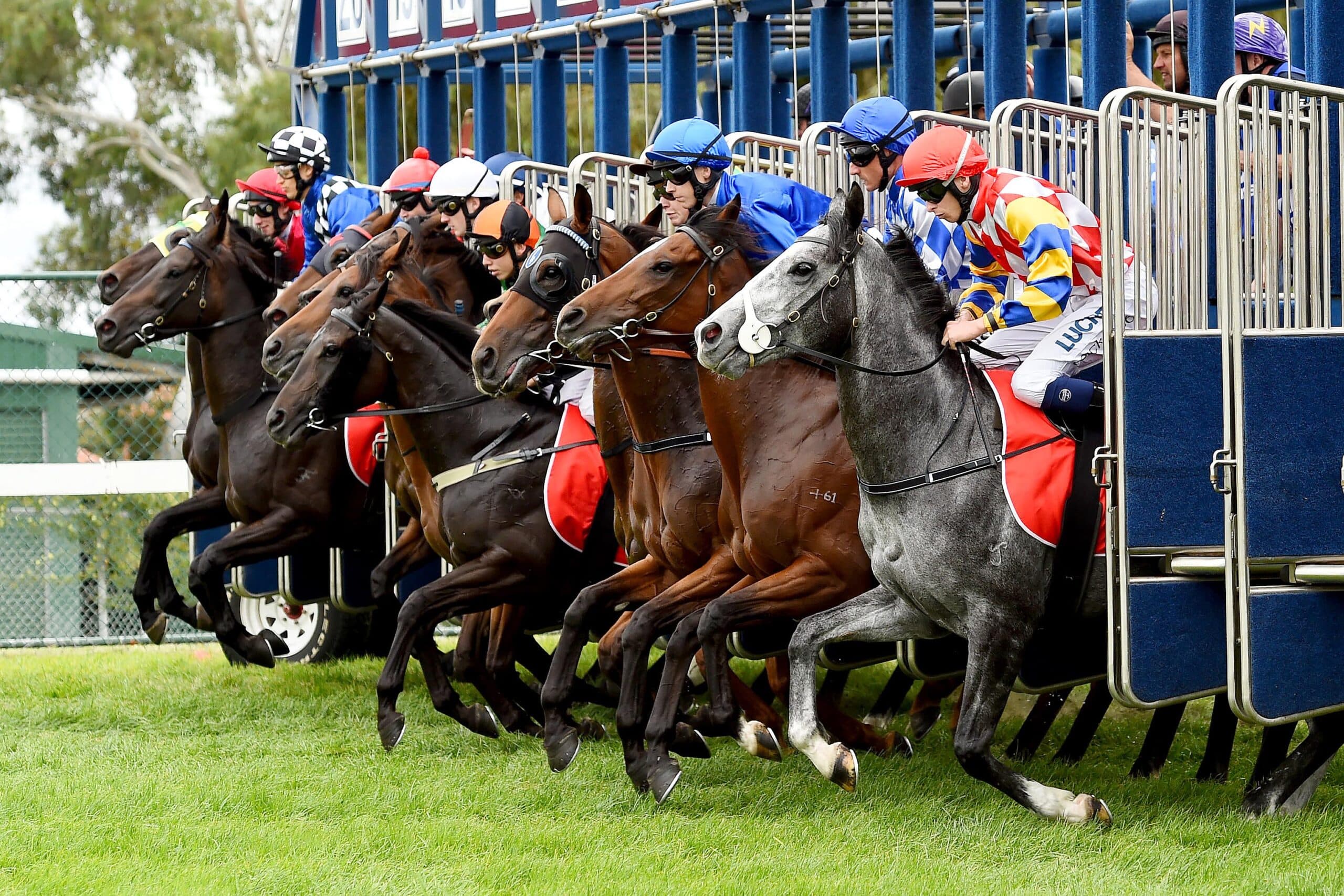 Australian thoroughbreds: From racing to retirement | AgriFutures Australia