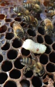 Uncapping: a defence against Varroa | AgriFutures Australia