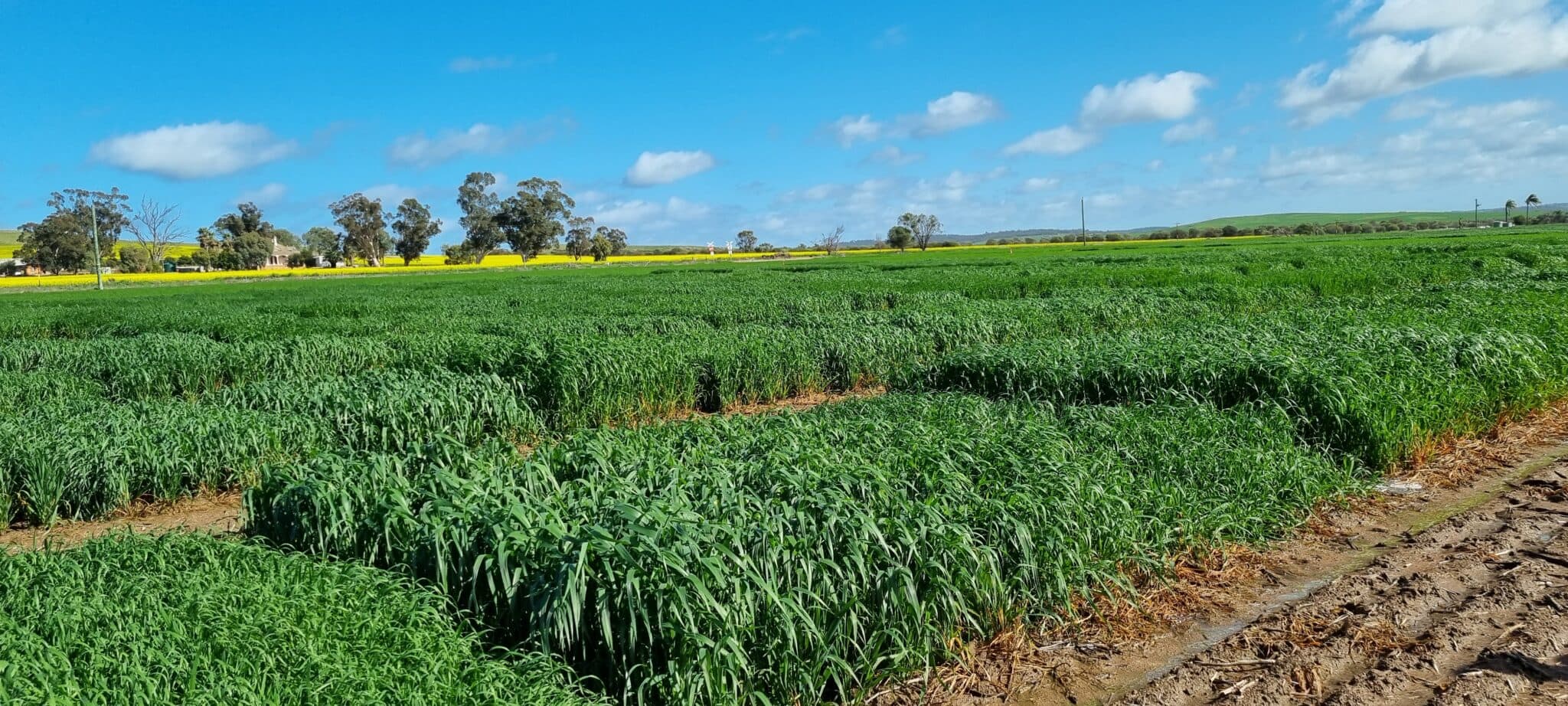 Export Fodder | AgriFutures Australia