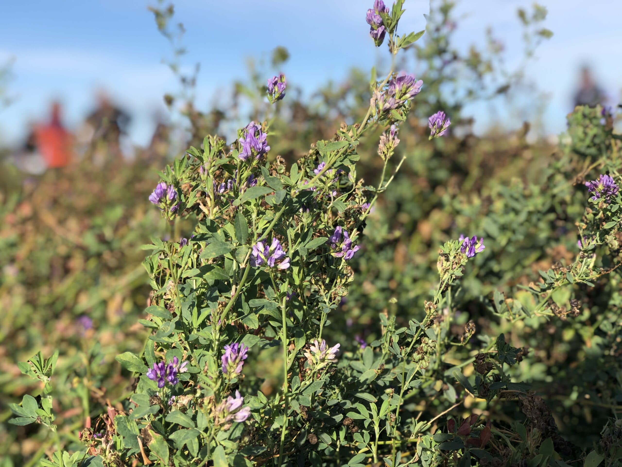 Ensuring Lucerne seed production in the absence of bees | AgriFutures ...