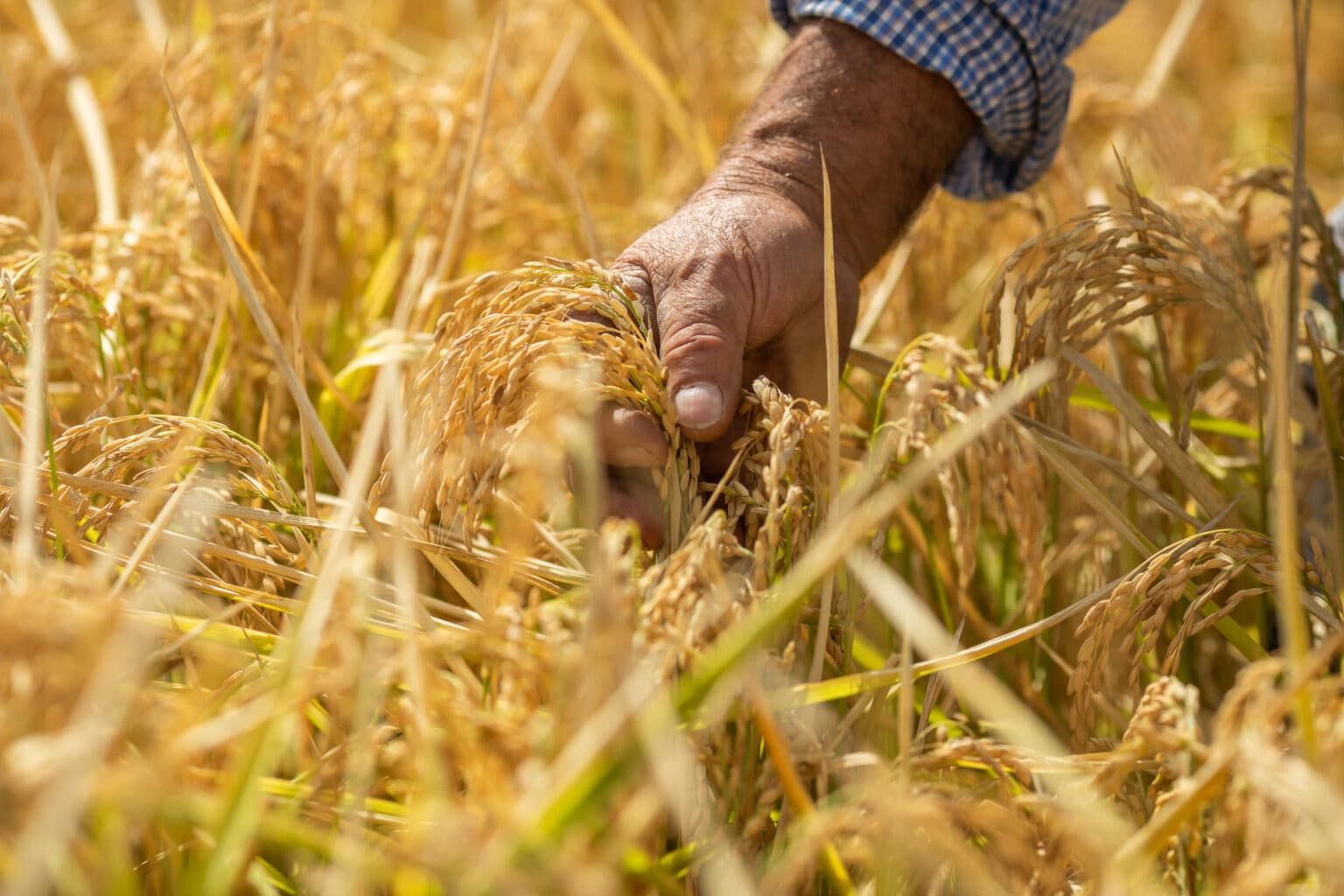 New structure announced to accelerate rice breeding in Australia ...