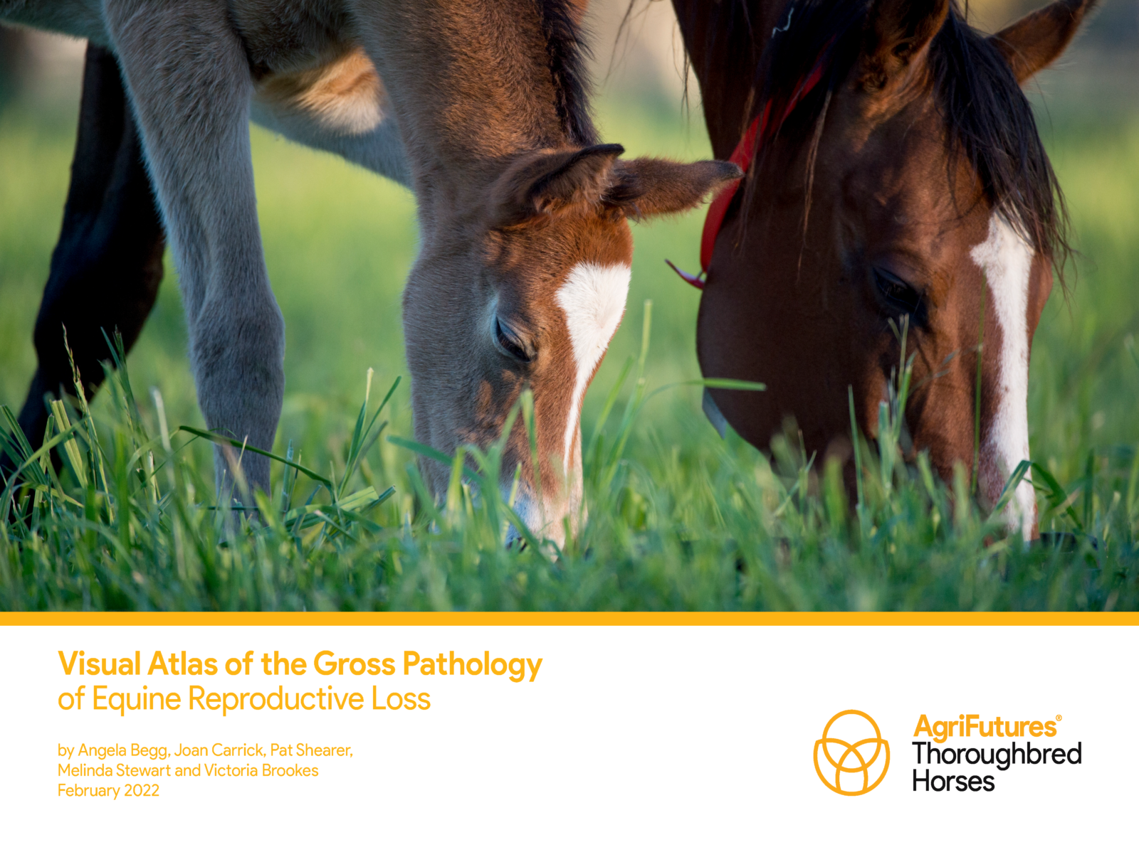 Visual Atlas of the Gross Pathology of Equine Reproductive Loss ...