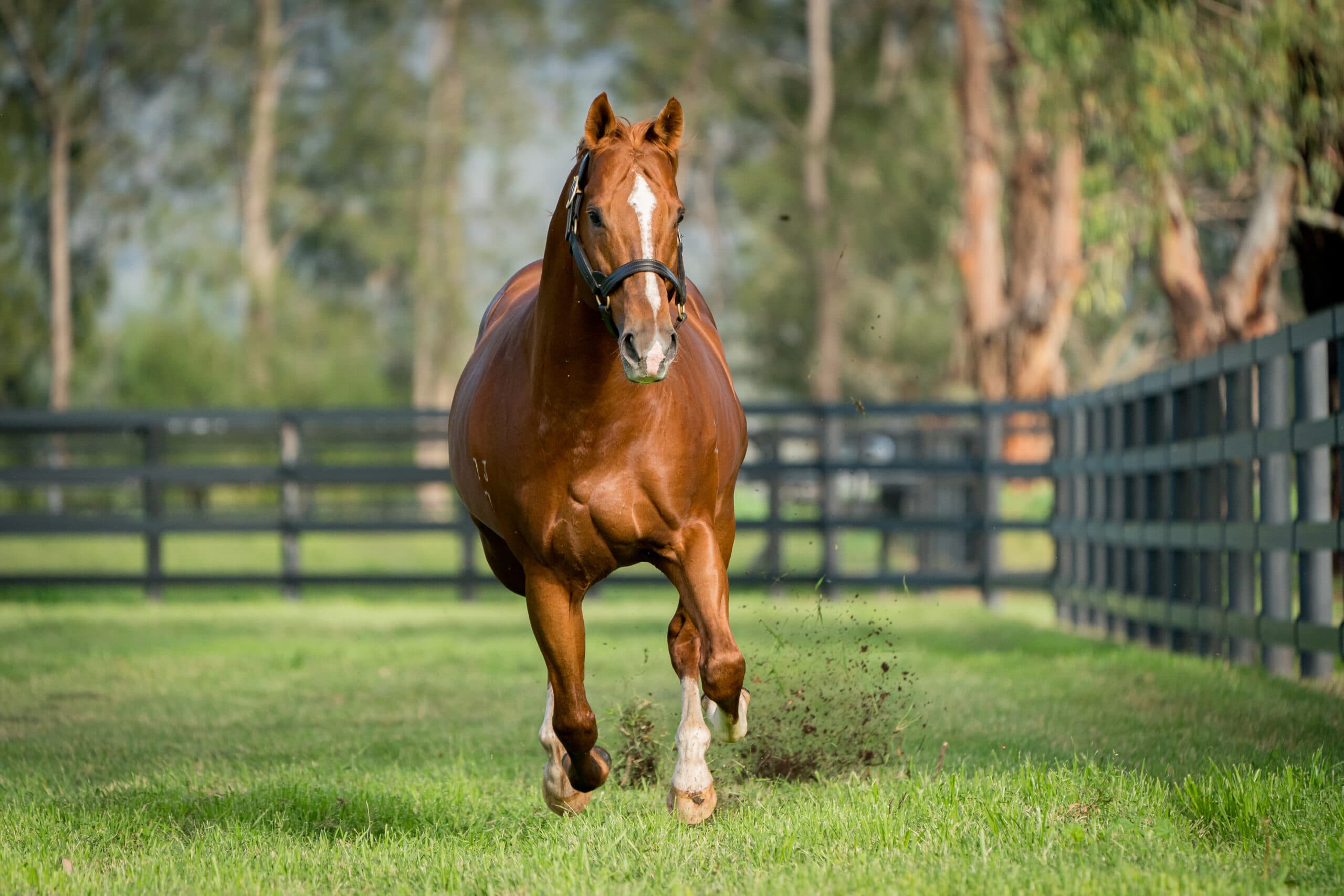 A novel device for the on-farm assessment of stallion sperm fertility ...