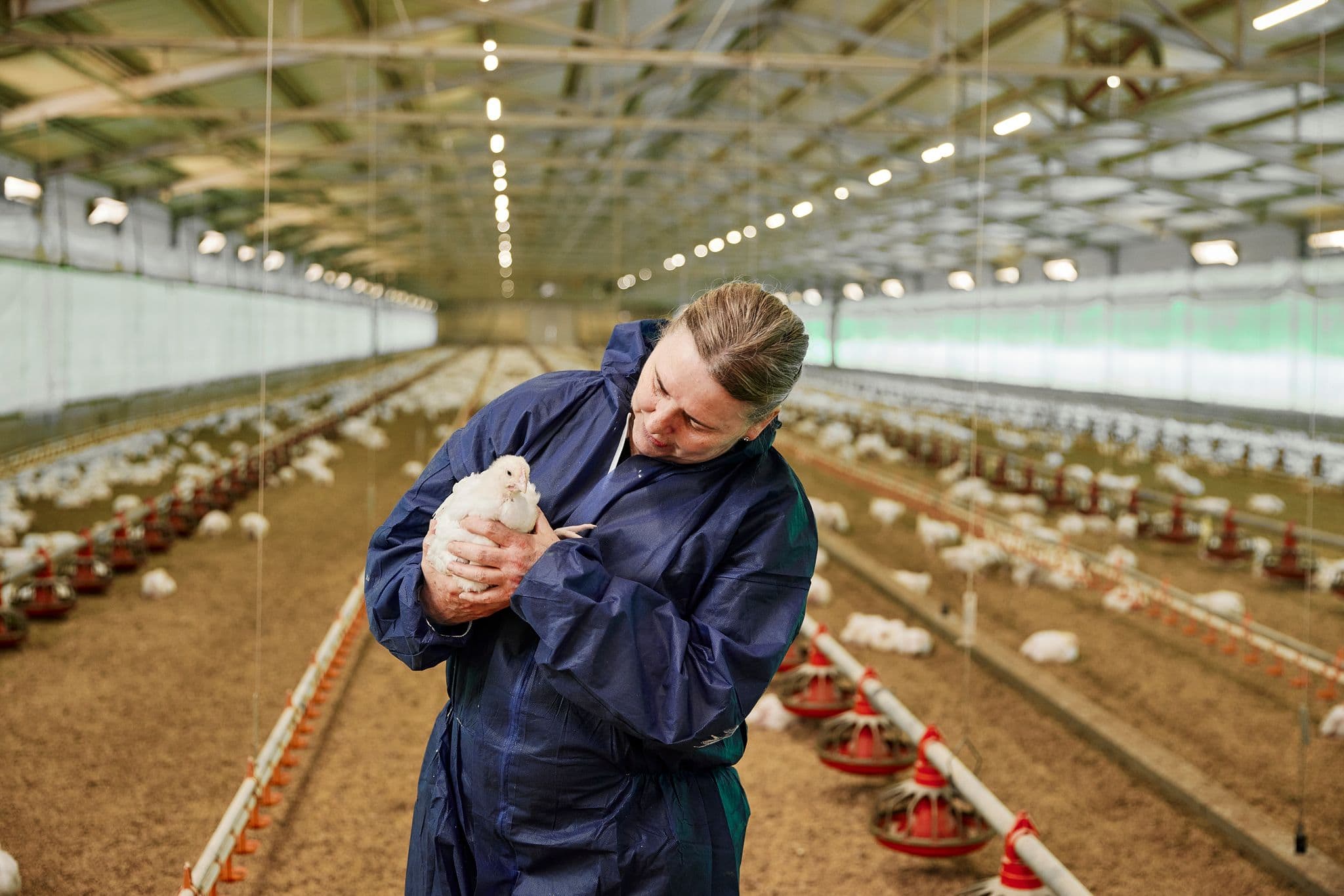 Chicken Meat | AgriFutures Australia