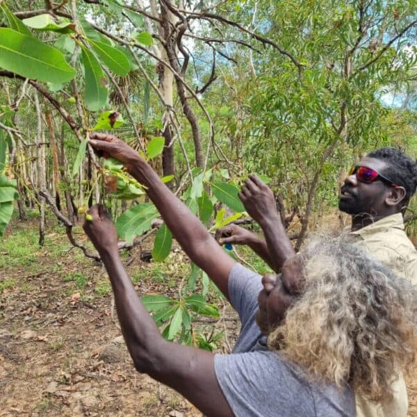 AgriFutures grant builds capacity for Australia’s Indigenous-led Kakadu ...