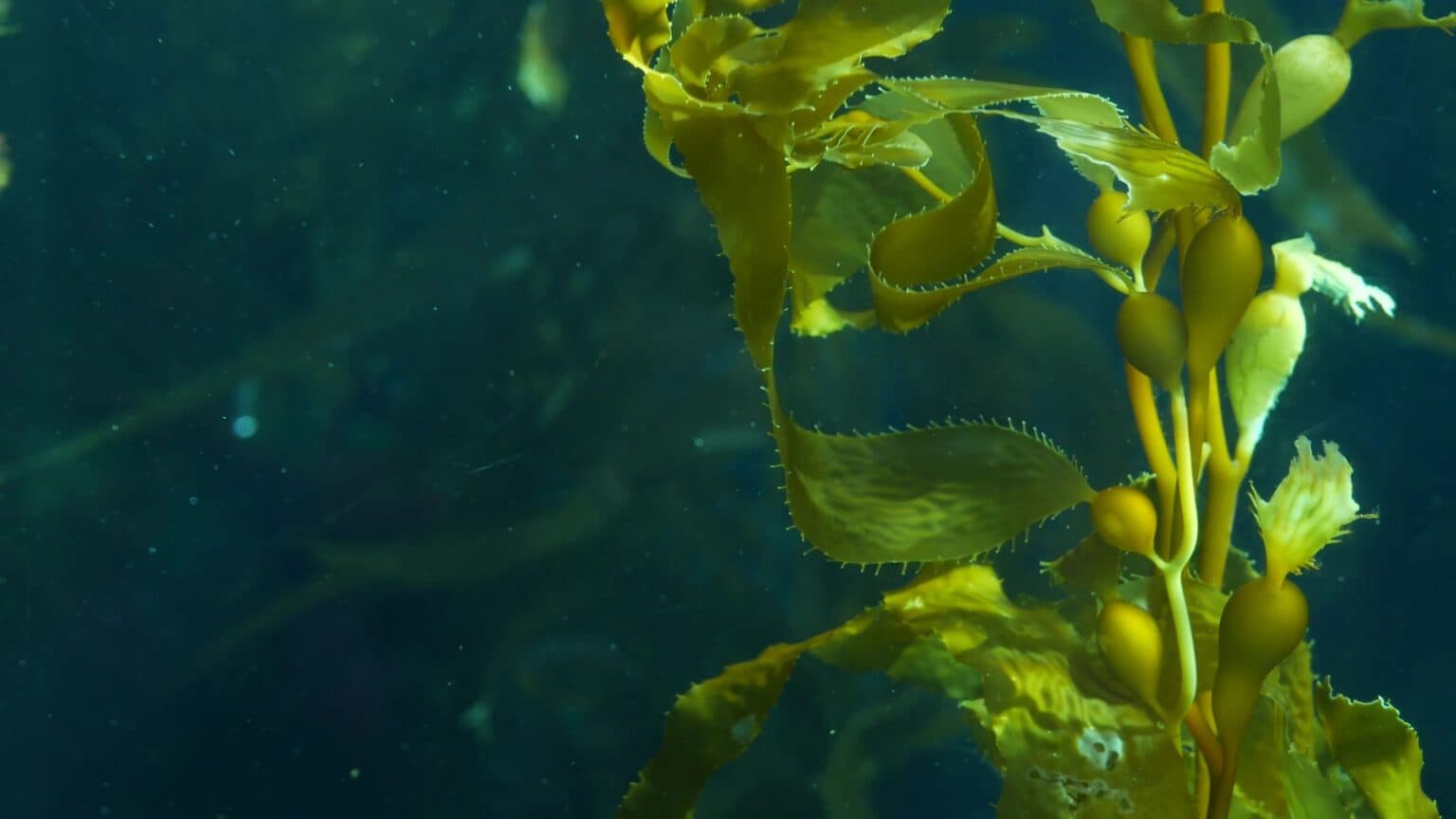 Seaweed and Algae | AgriFutures Australia