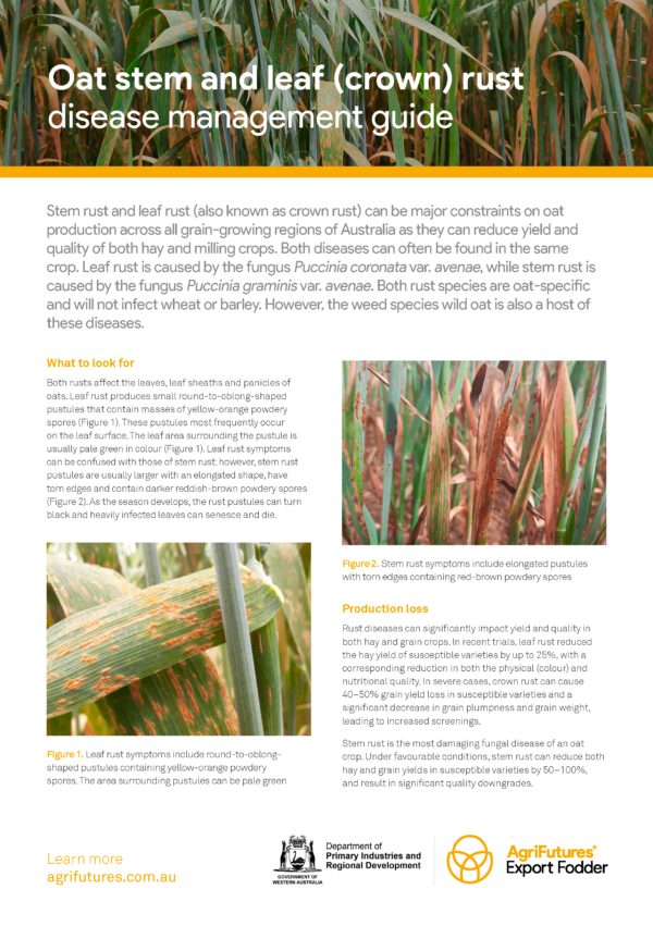 Oat stem and leaf (crown) rust disease management guide | AgriFutures ...