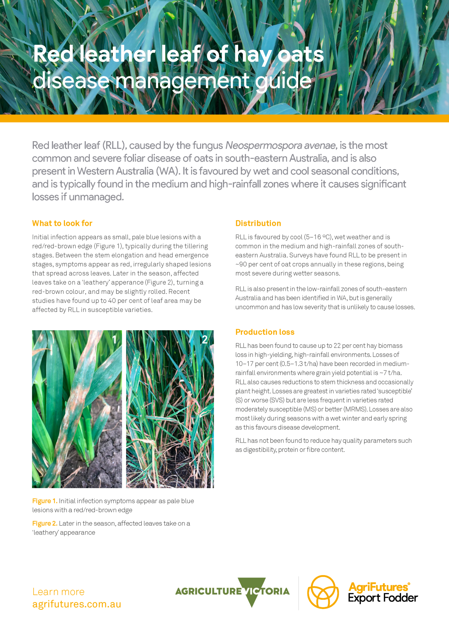 Red leather leaf of hay oats disease management guide | AgriFutures ...