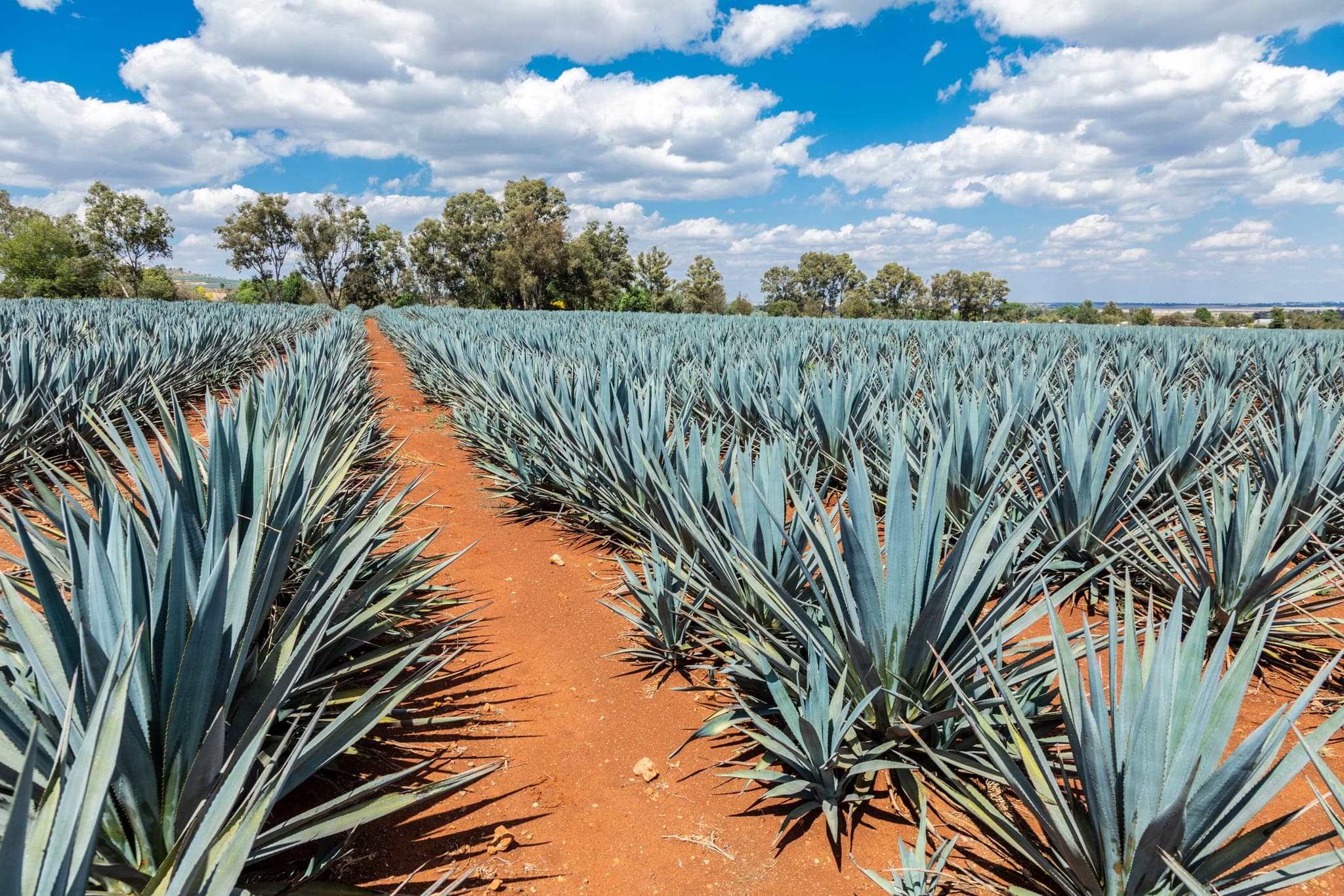 Agave: A compact business case | AgriFutures Australia