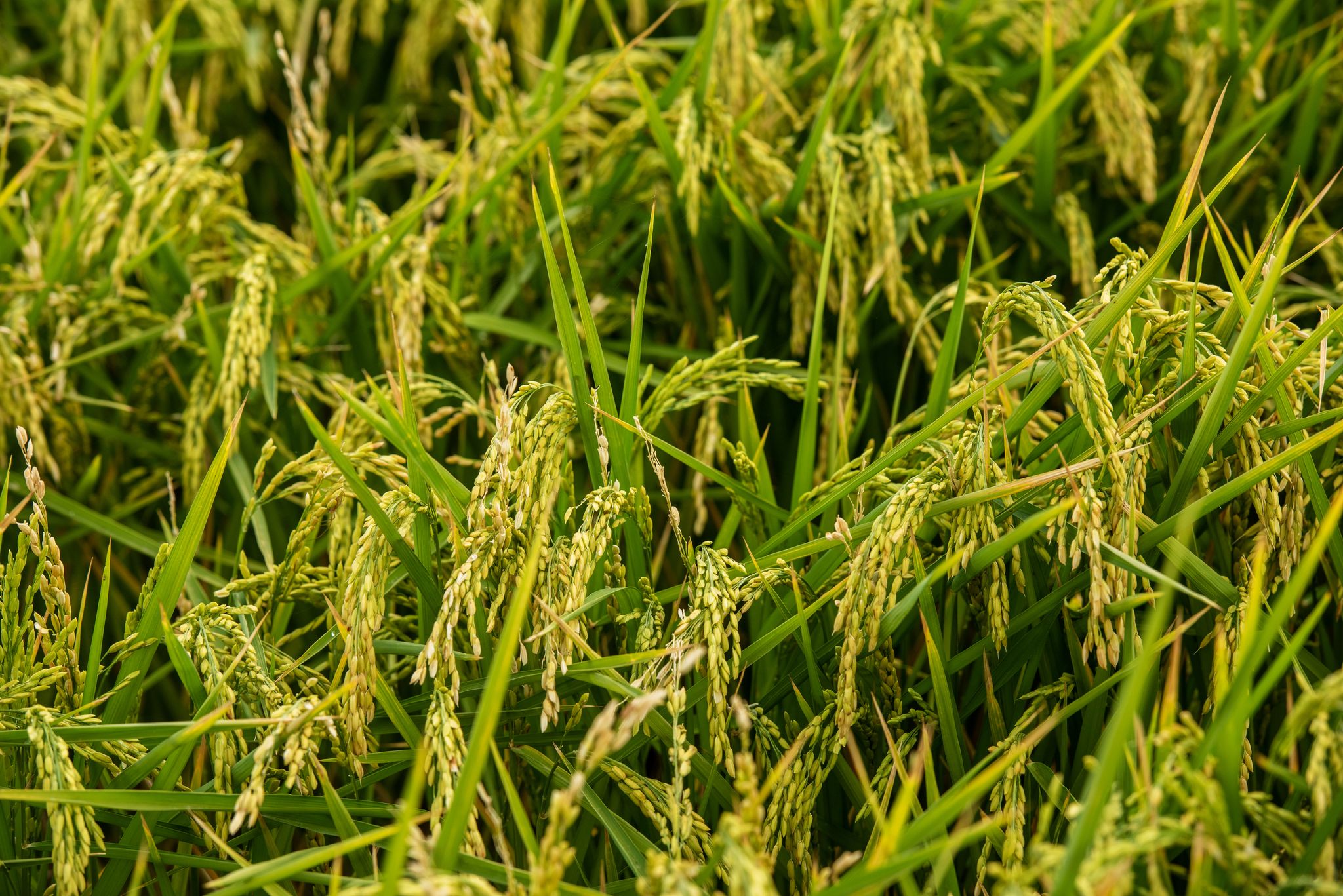 Rice weed management in Australia: Seasons 2018-2021 | AgriFutures ...