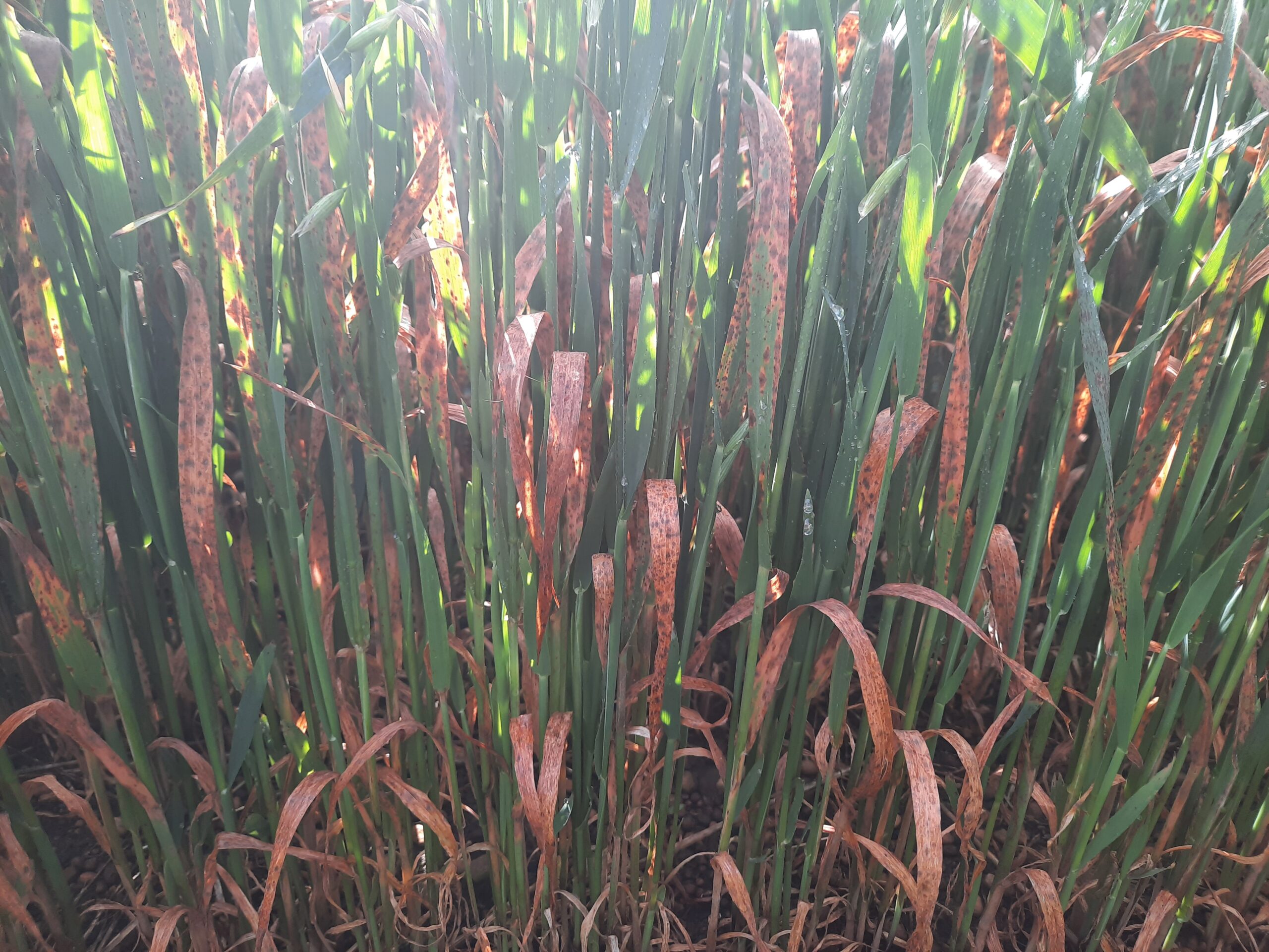 Septoria avenae blotch disease management guide | AgriFutures Australia