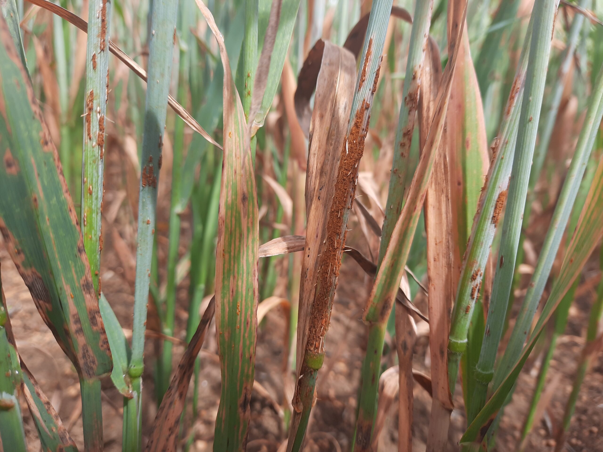 Oat stem and leaf (crown) rust disease management guide | AgriFutures ...